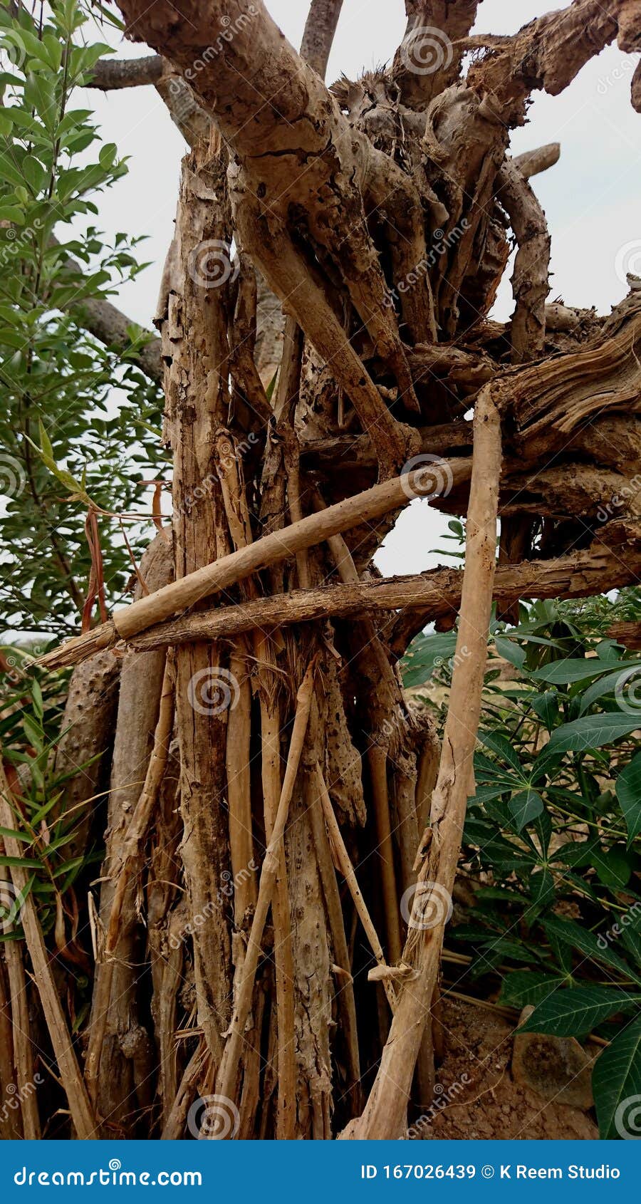 Mangrove Root Texture that Has Been Damaged Stock Image - Image of ...