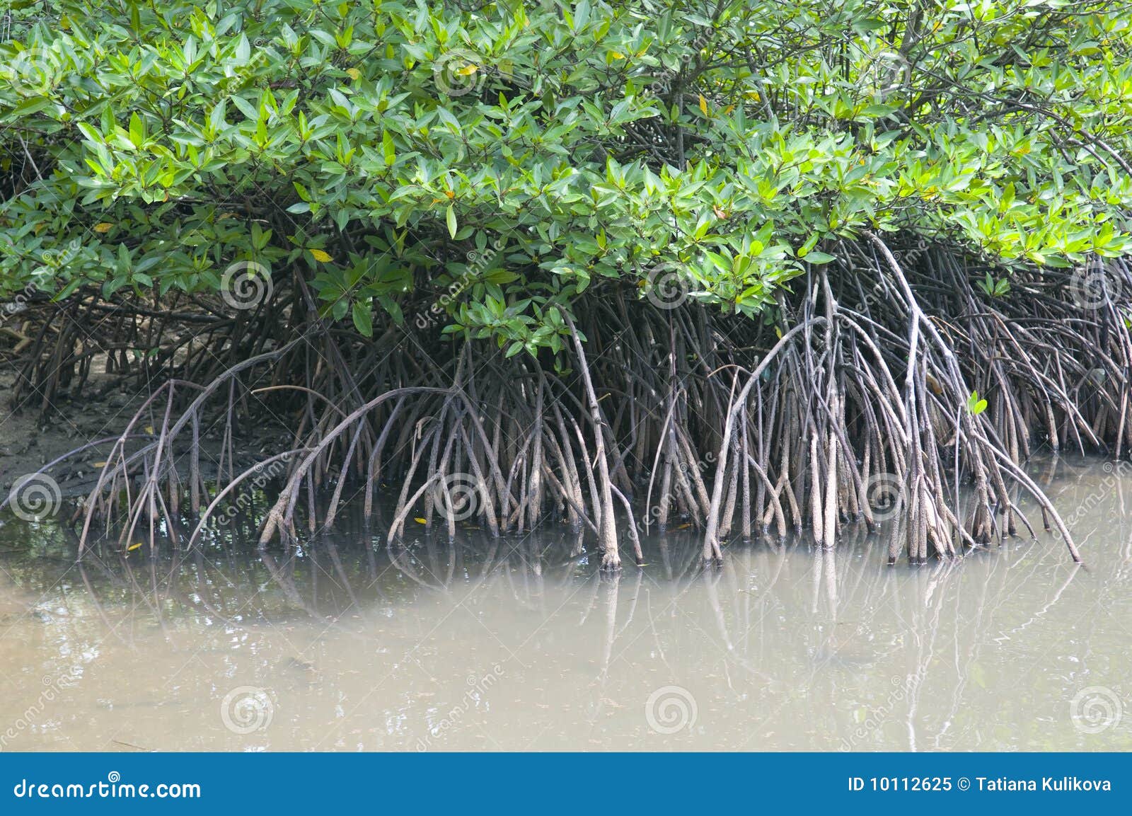 Mangrove roots stock image. Image of stem, exposed, closeup - 10112625