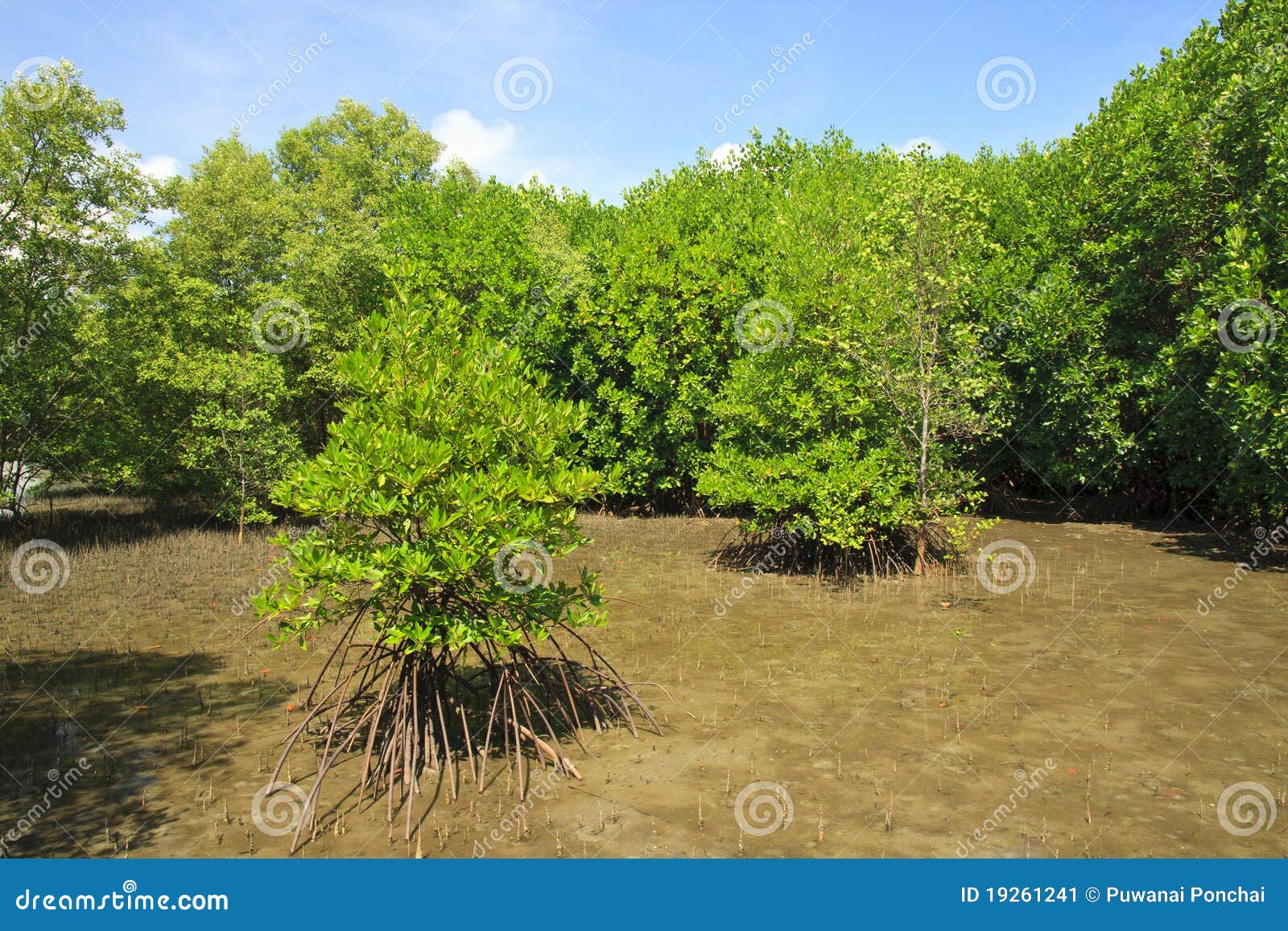 Mangrove and Roots stock image. Image of trunk, natural - 19261241