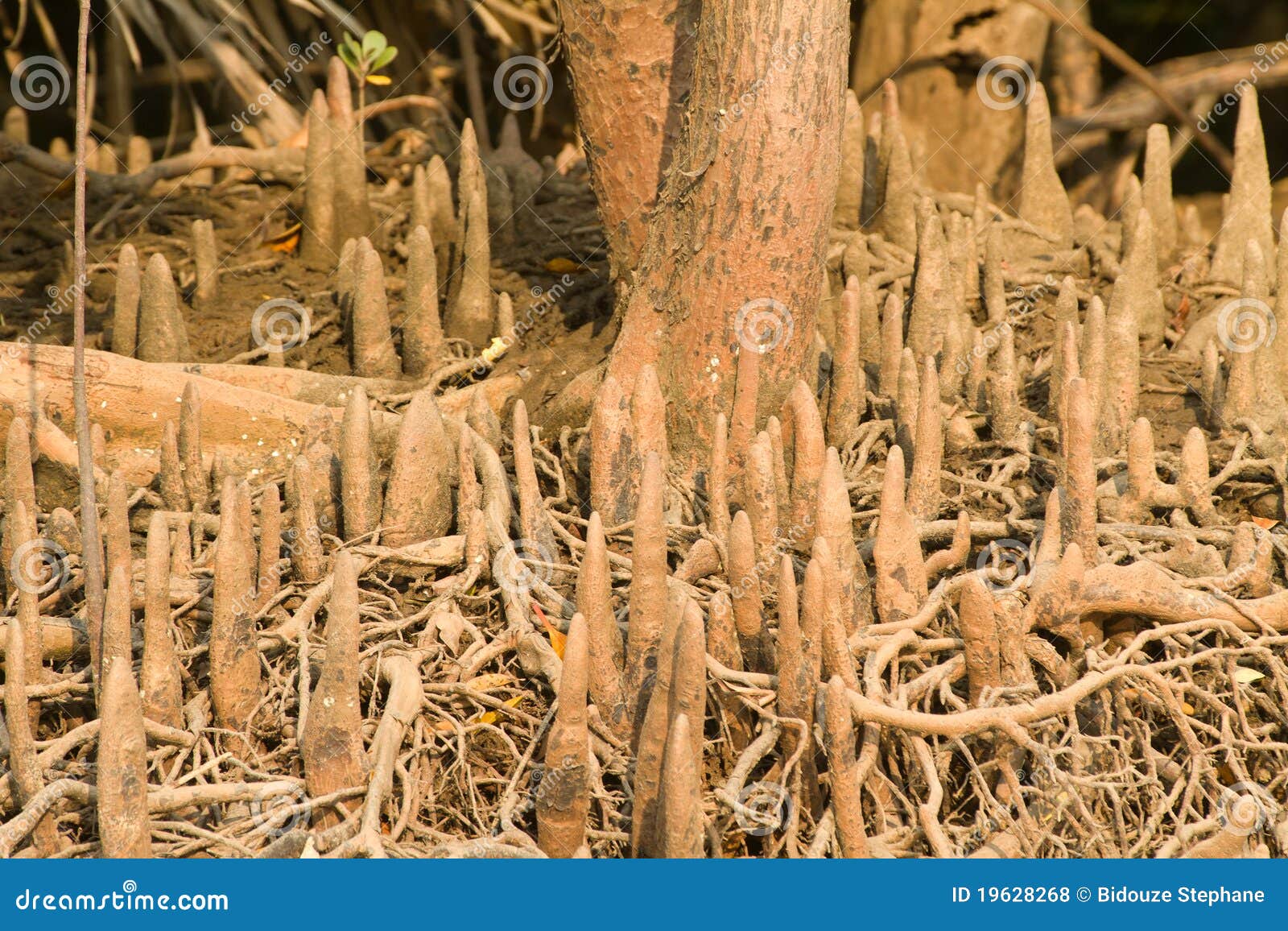 Mangrove roots stock photo. Image of tropical, plant - 19628268