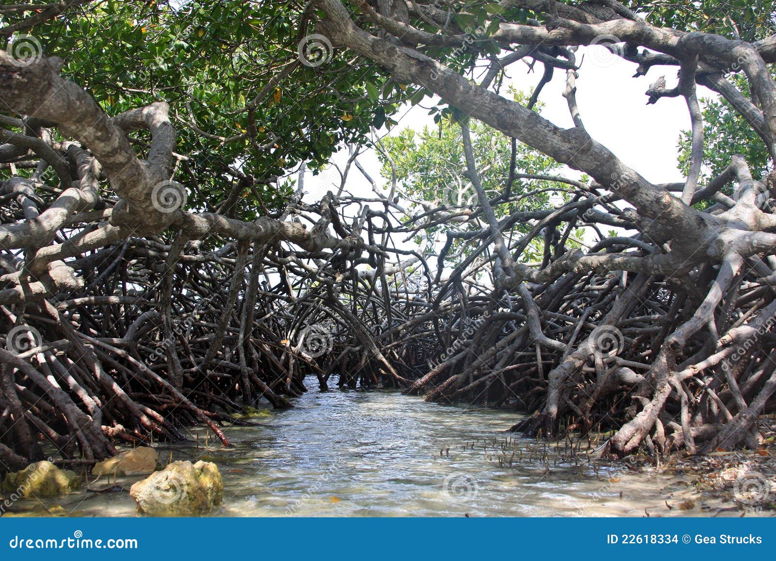 Mangrove roots stock photo. Image of ocean, roots, water - 22618334