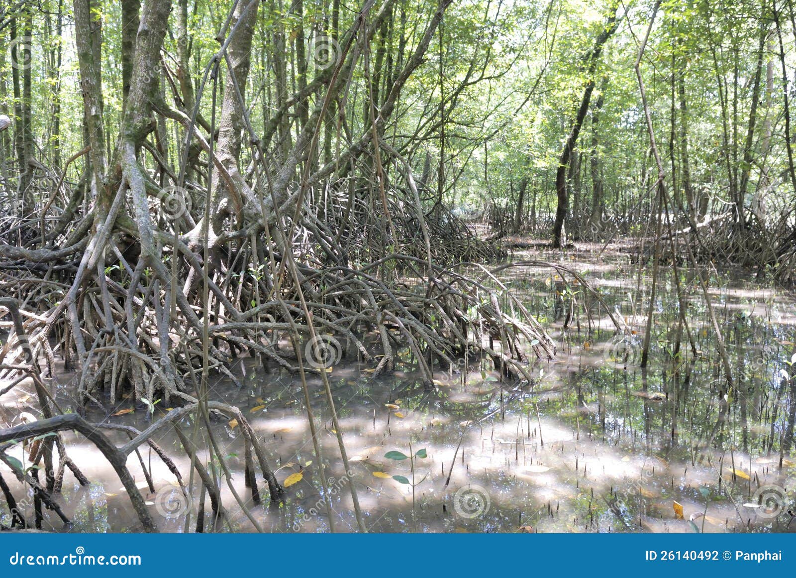 Mangrove roots stock photo. Image of mangrove, pattern - 26140492