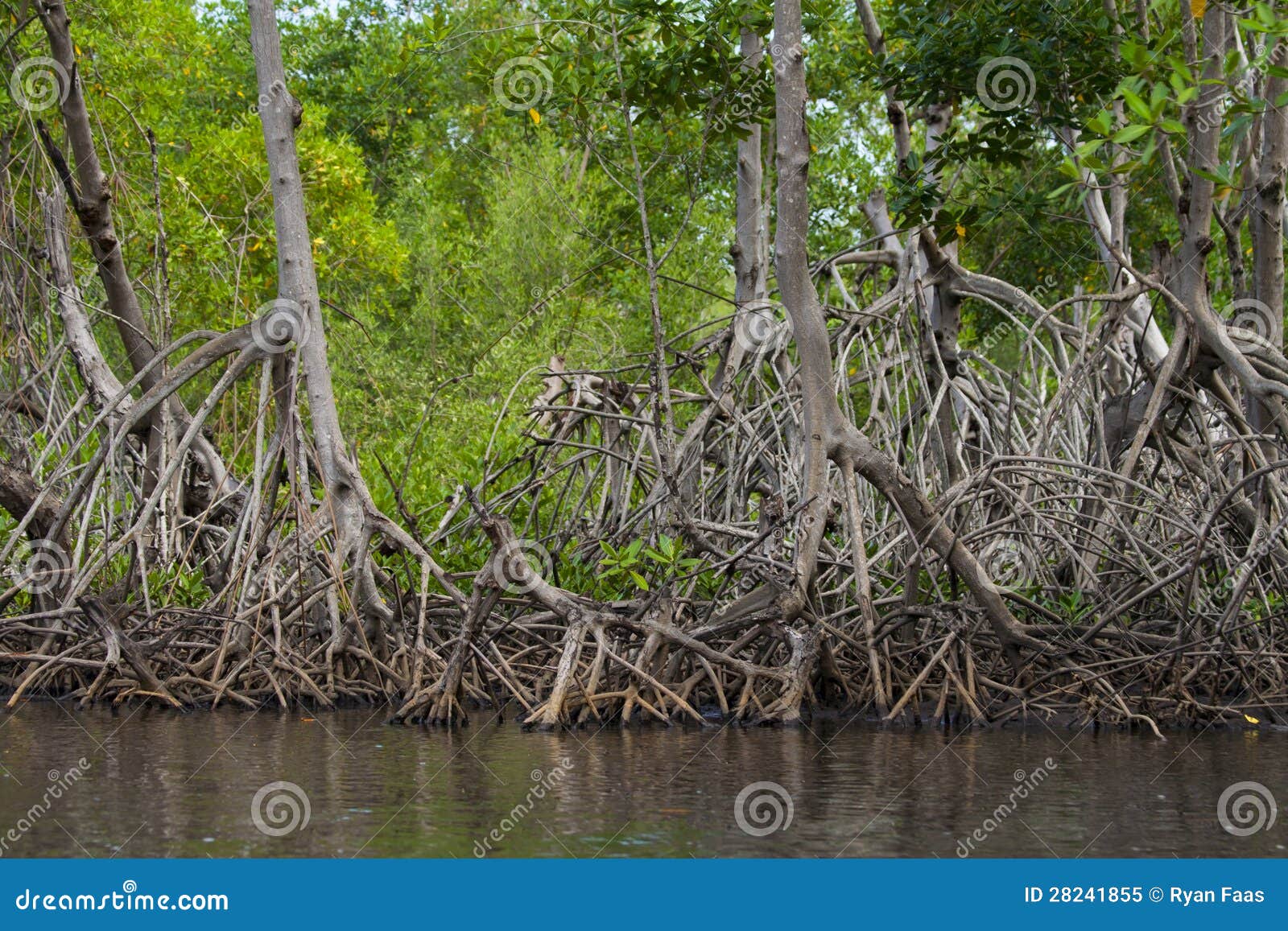 Mangrove Roots stock image. Image of crazy, branch, system - 28241855