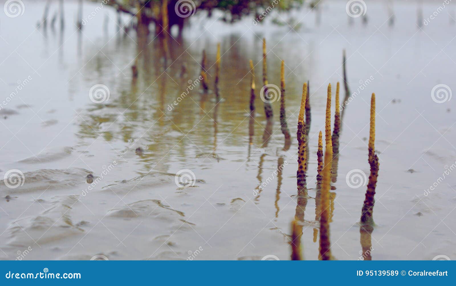 Mangrove roots at beach stock image. Image of avicennia - 95139589