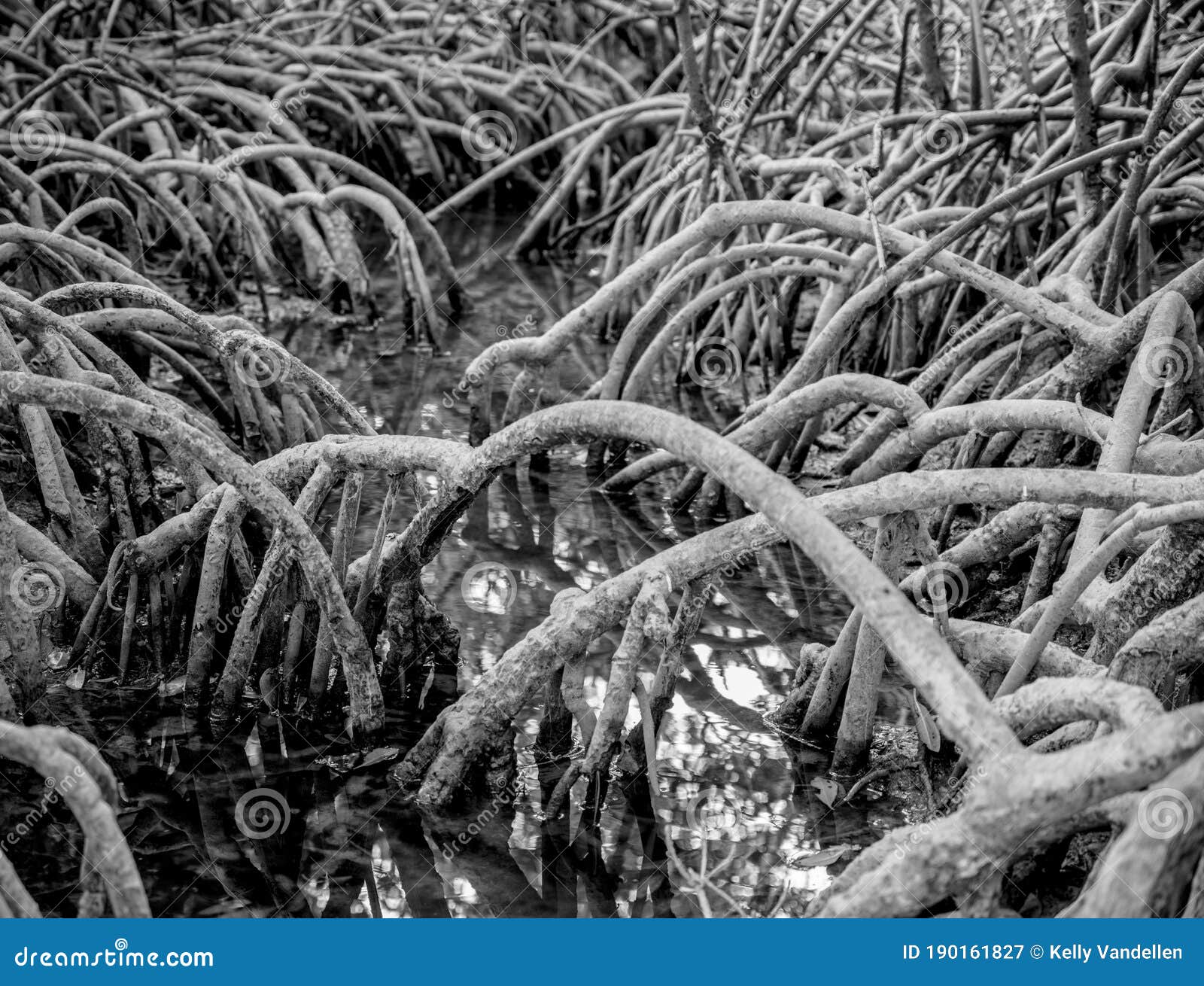 White Mangrove Roots