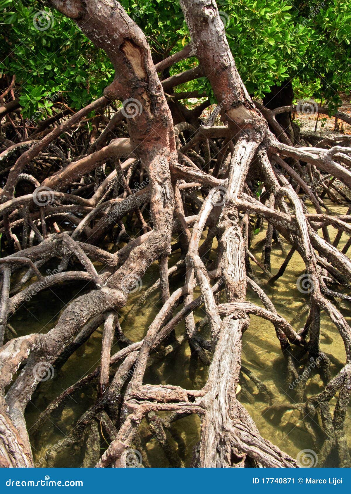 Roots Of Mangrove Trees