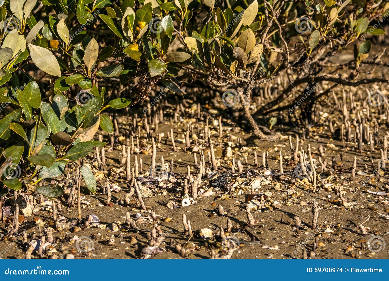 Mangrove Roots with Oyster Shells Stock Photo - Image of tangled, beach ...
