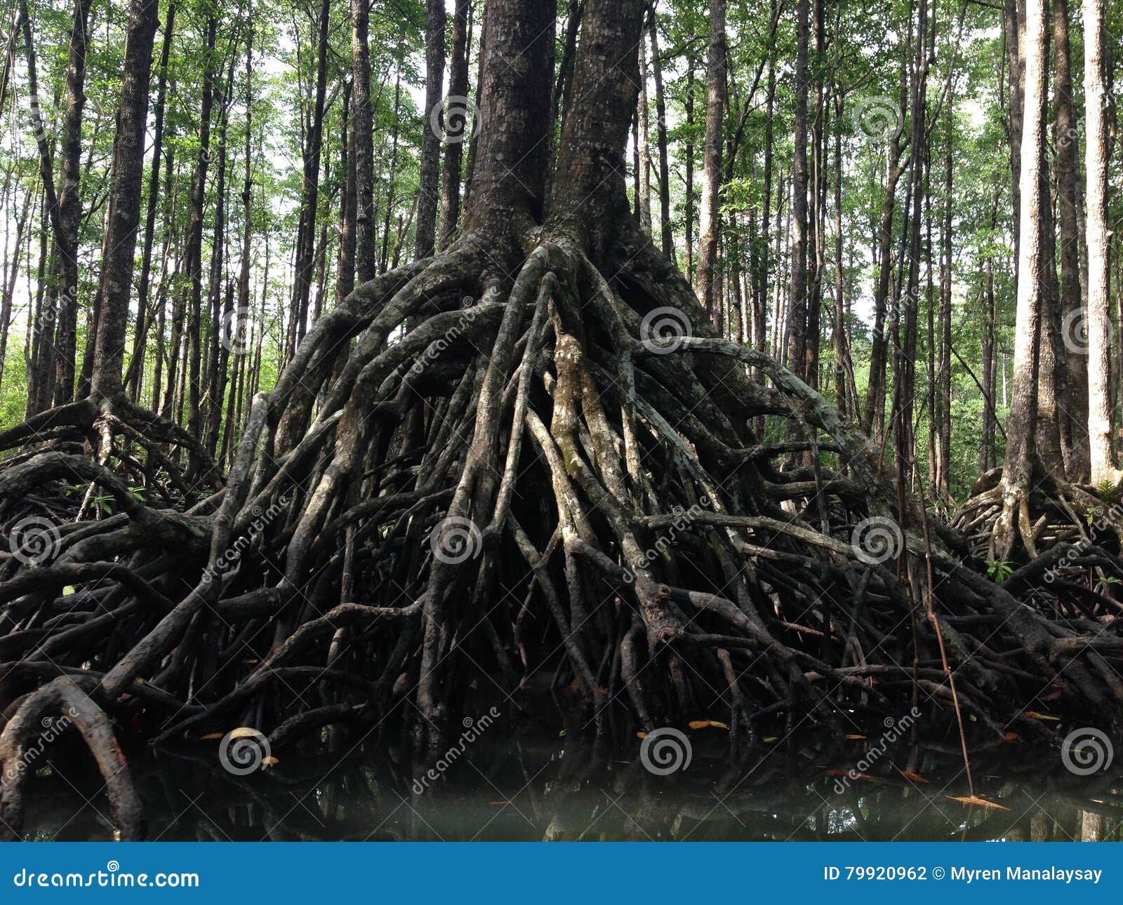 Mangrove roots stock photo. Image of tropical, large - 79920962