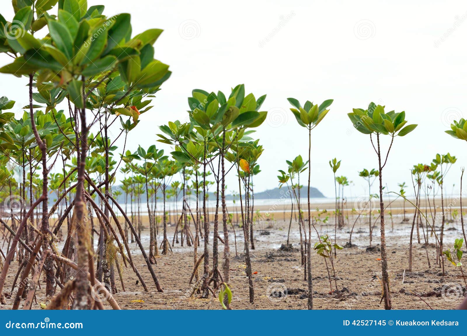 Mangrove and roots stock image. Image of kongkang, grow - 42527145