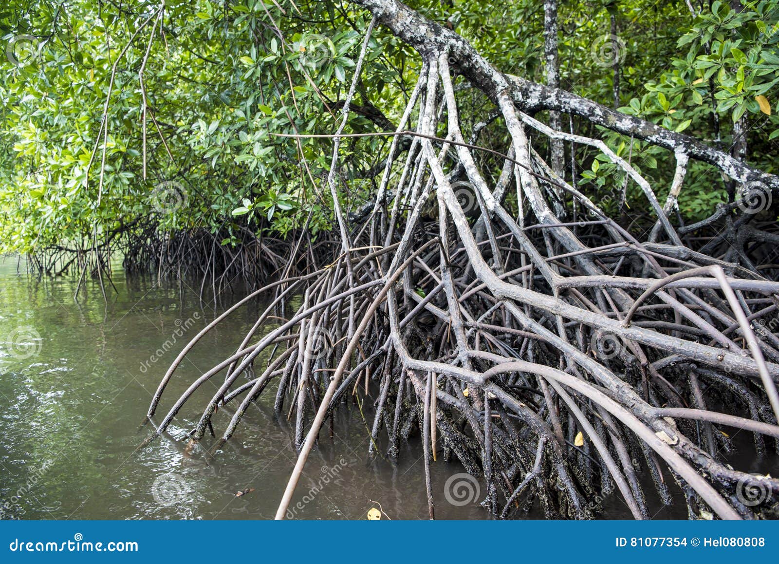 Roots Of Mangrove Trees