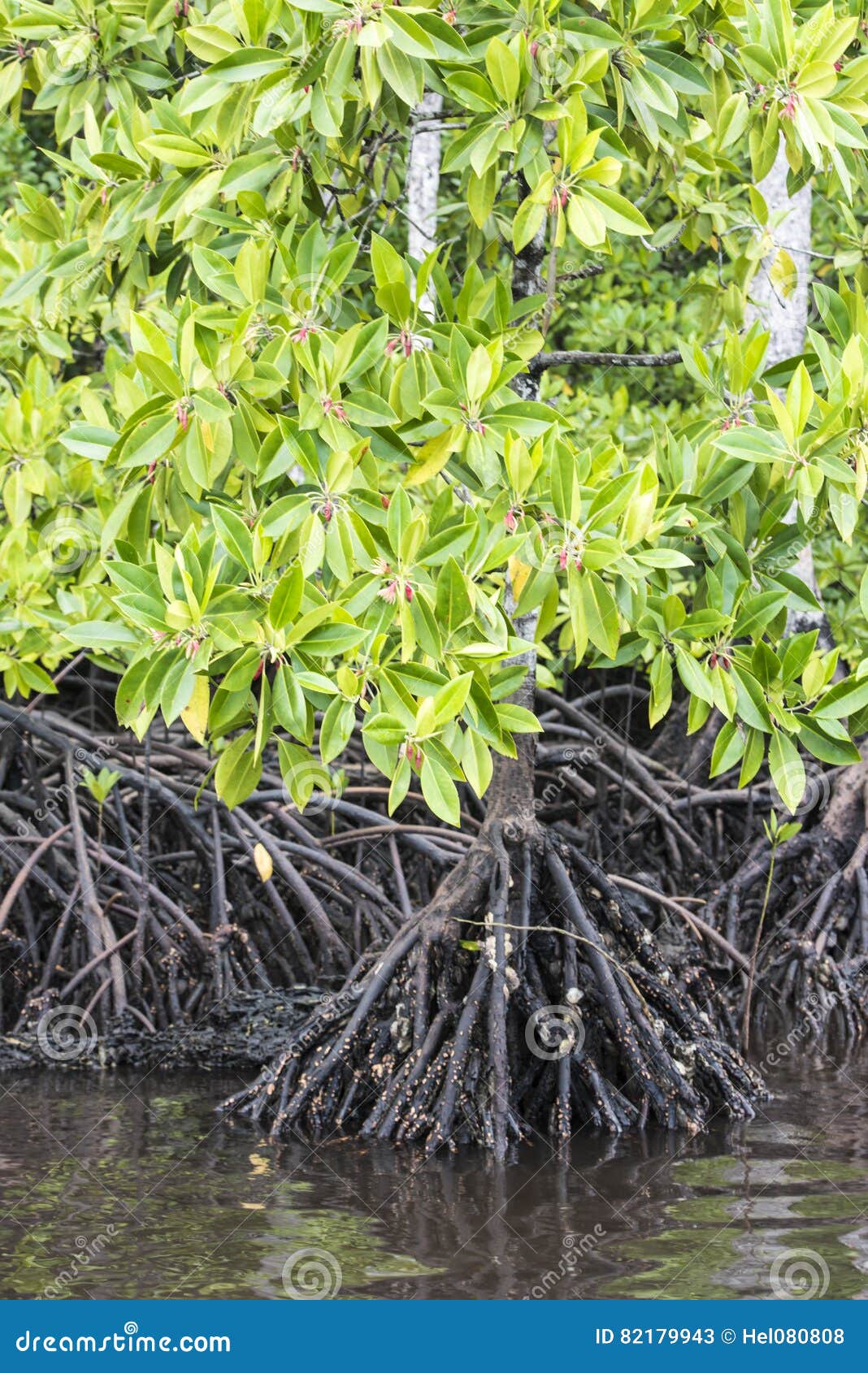Mangrove roots stock image. Image of water, natural, roots - 82179943