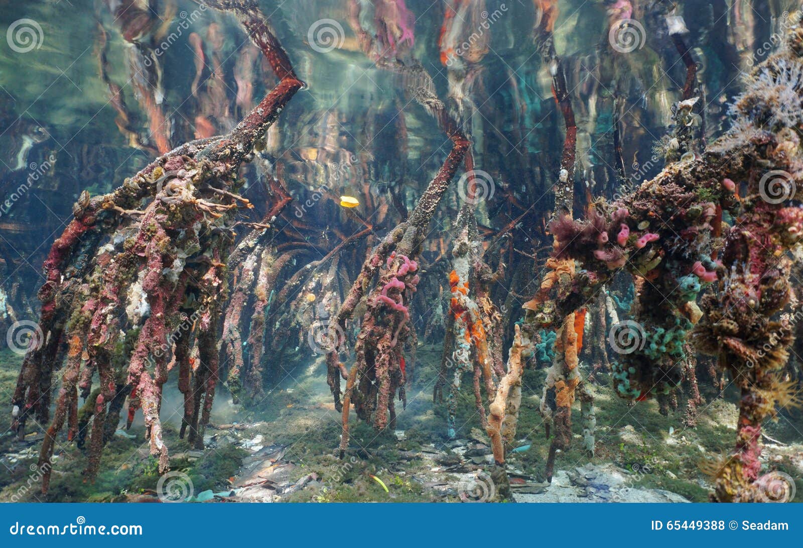 Mangrove Roots Underwater Reflected Below Surface Stock Photo - Image ...