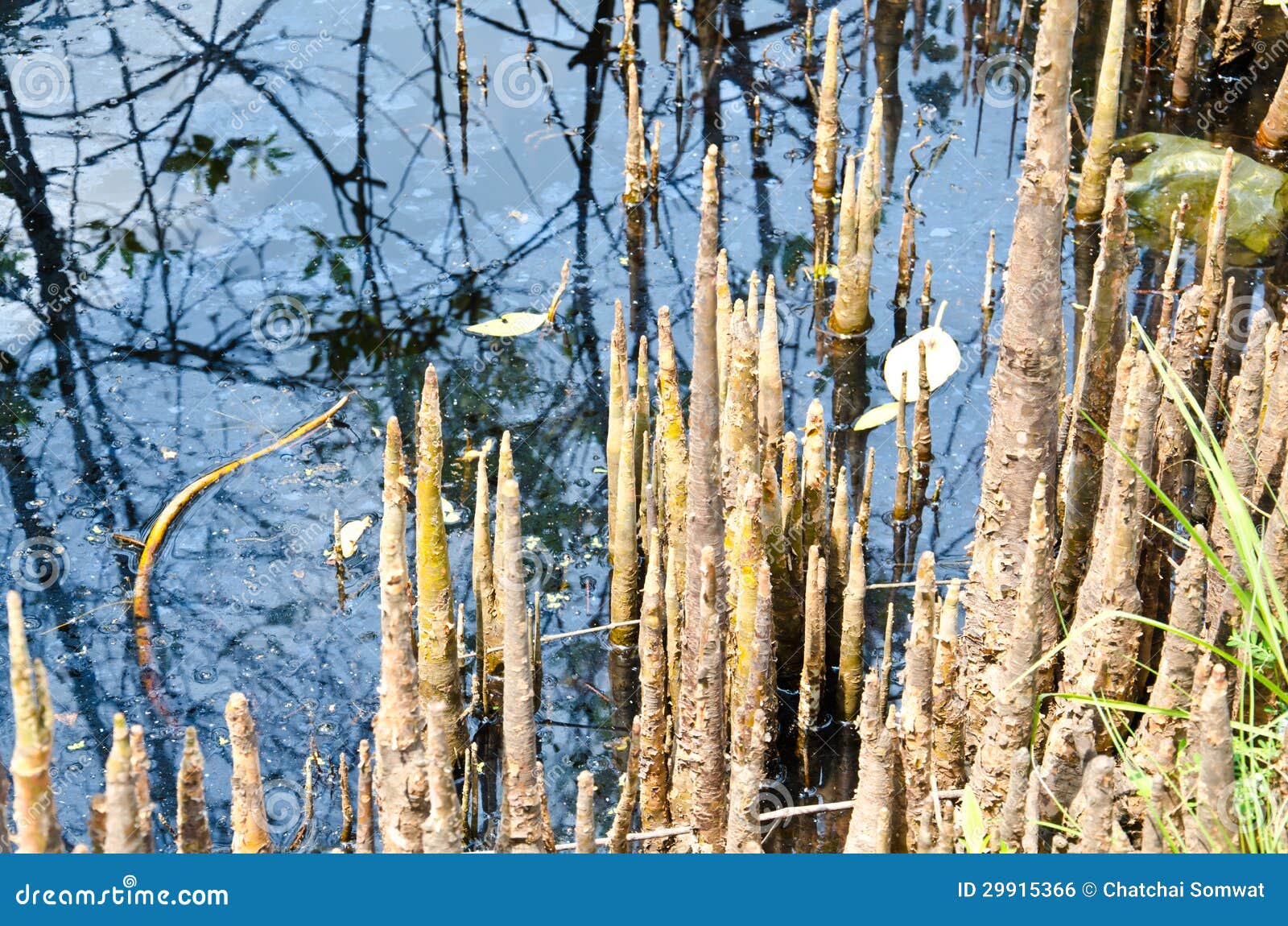 Mangrove roots. stock photo. Image of river, trunk, pattern - 29915366