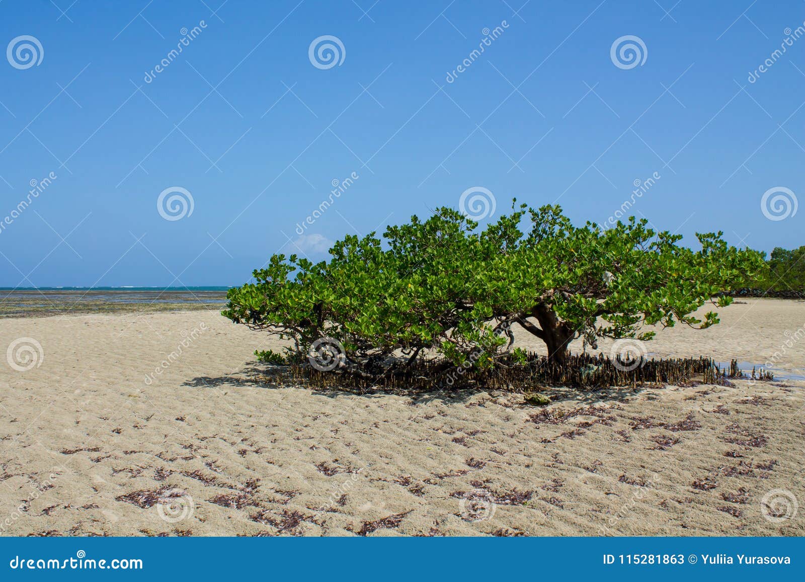 Mangrove on a Sandy Beach by the Ocean Stock Image - Image of north ...