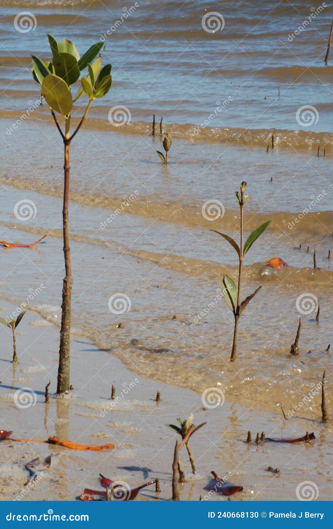 A Mangrove Sapling Growing on a Sandy Beach Stock Photo - Image of ...