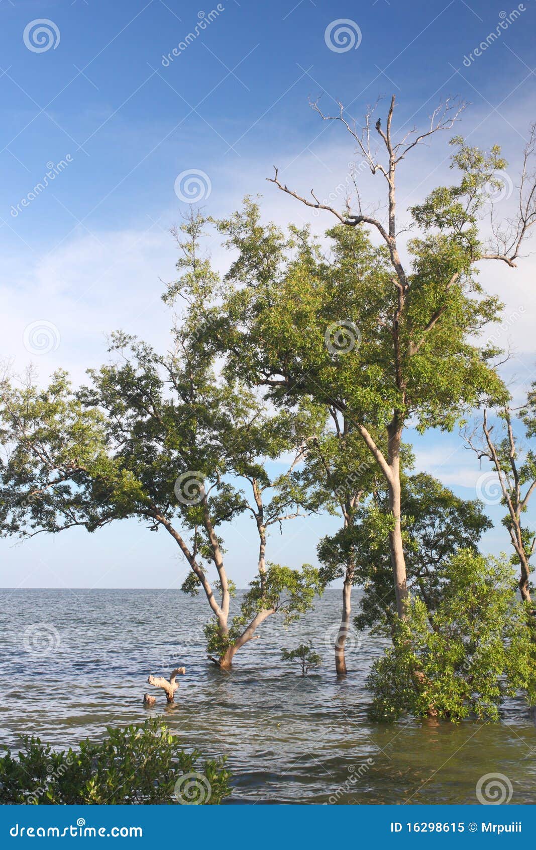 Mangrove in the sea. stock image. Image of trunk, nature - 16298615