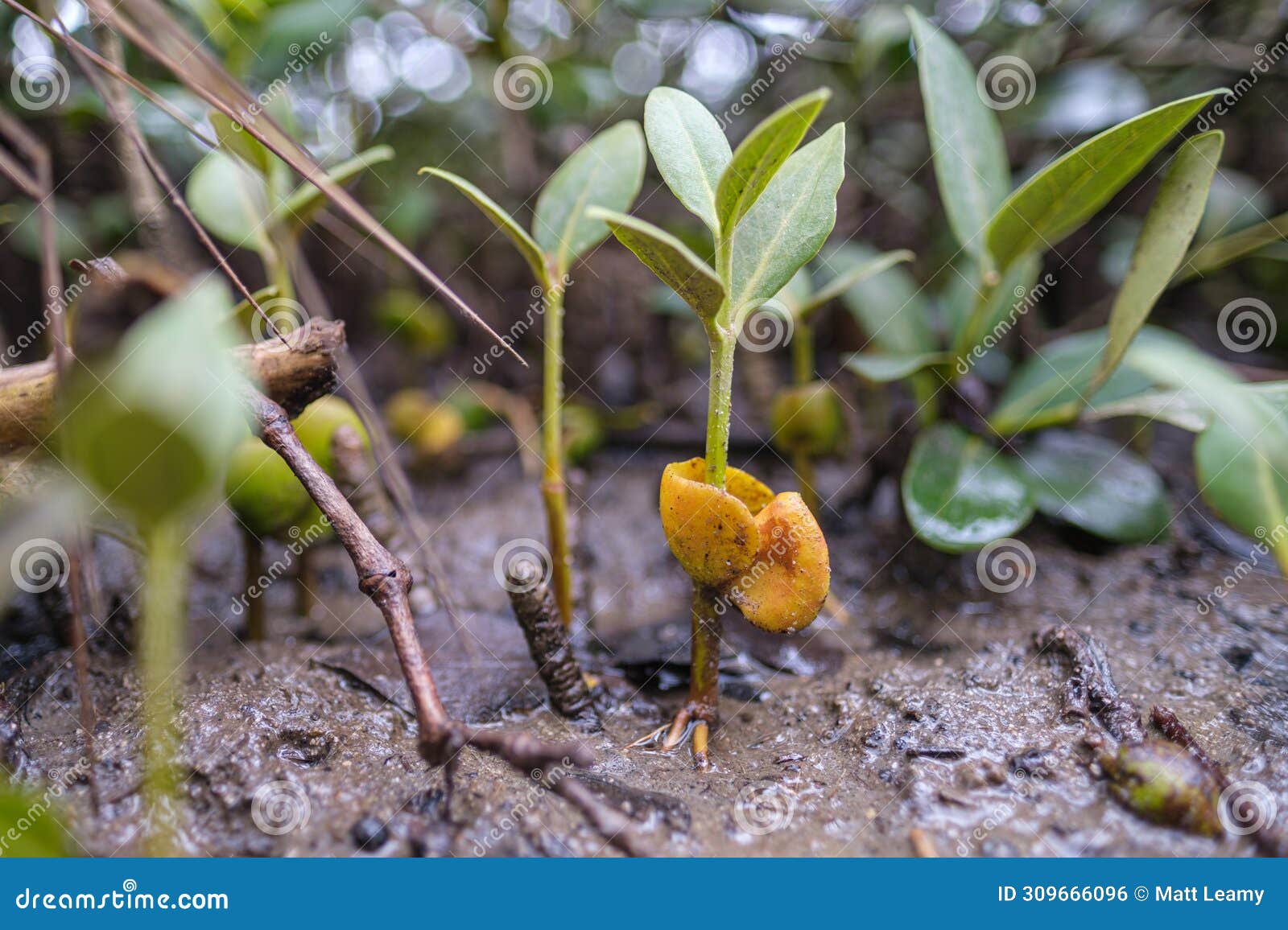 Mangrove seedling growing stock photo. Image of avicennia - 309666096