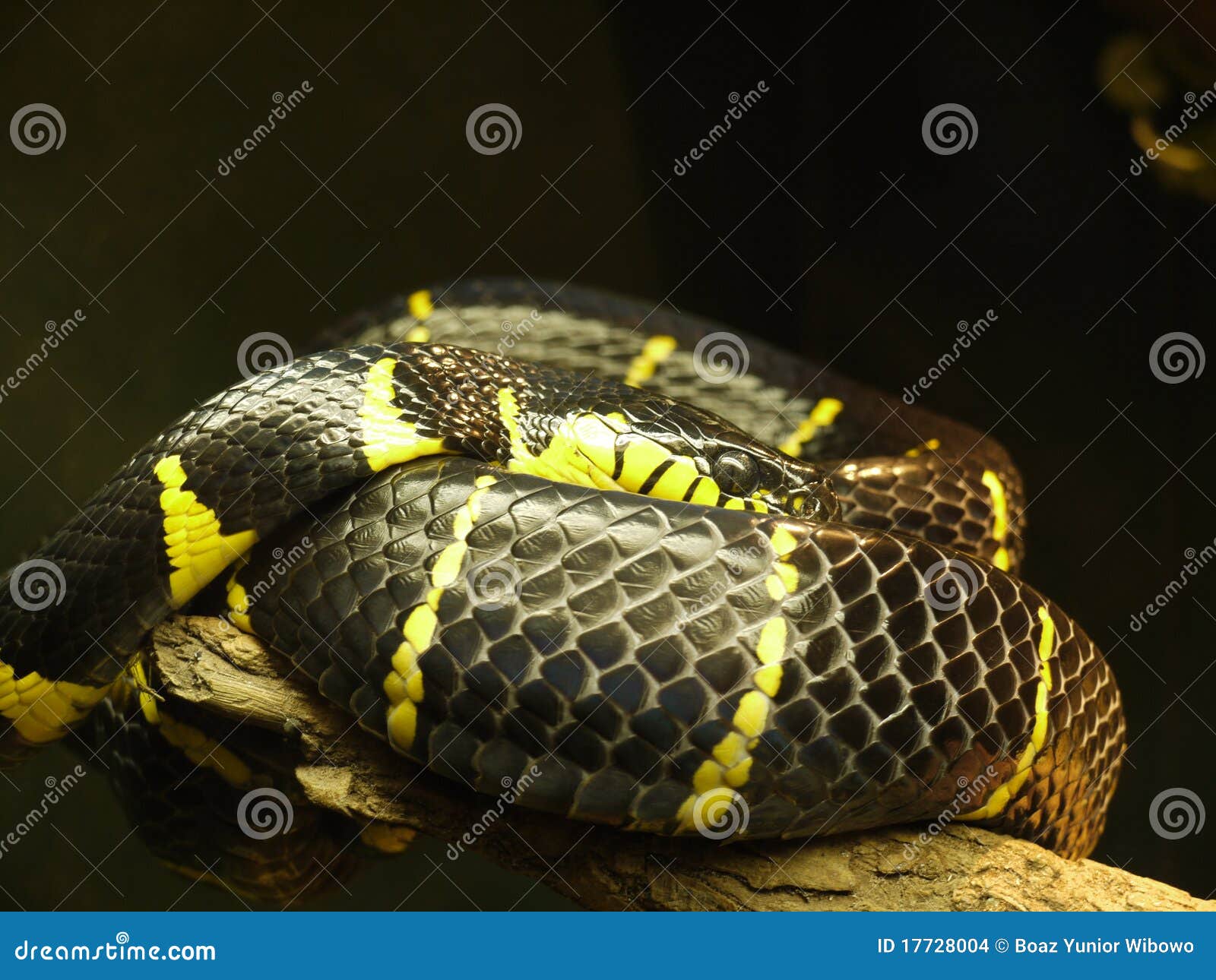 Mangrove snake stock photo. Image of danger, reptile - 17728004