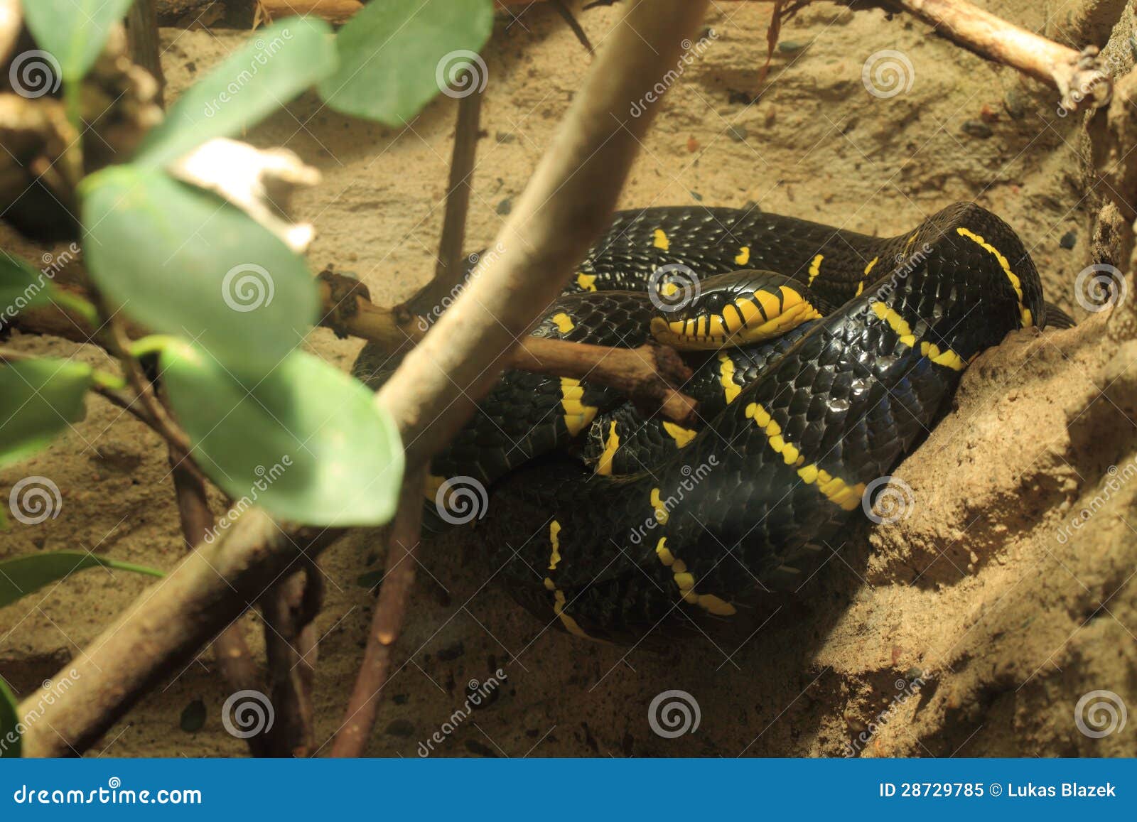 Mangrove Snake Stock Photography | CartoonDealer.com #37871312