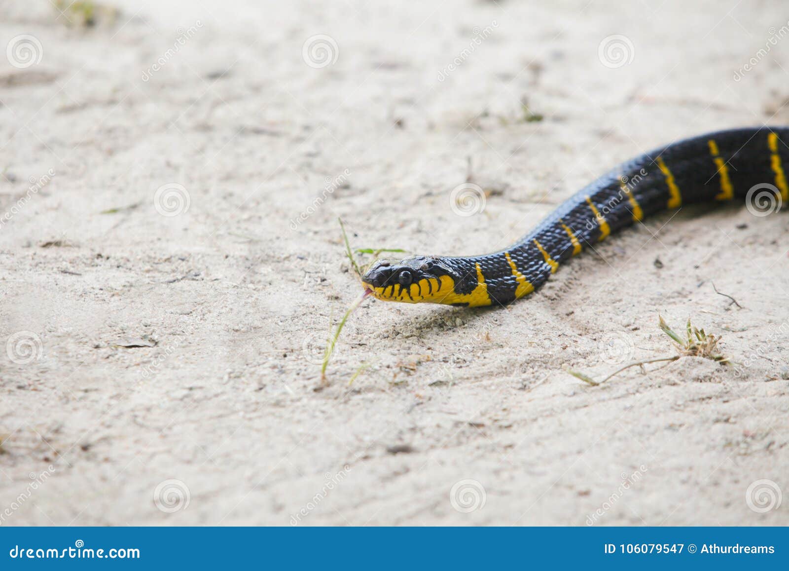 Mangrove Snake Creeping on White Sand. Stock Image - Image of predator ...