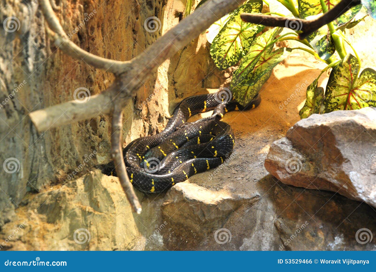 Mangrove snake stock photo. Image of gold, rear, nature - 53529466