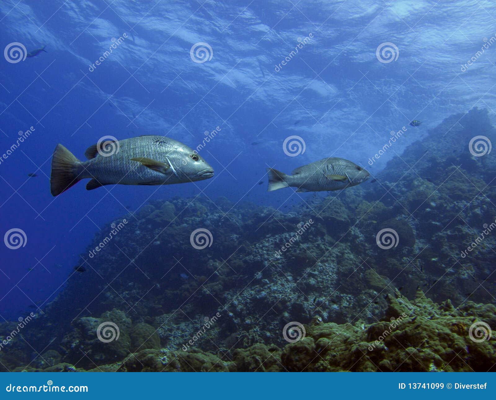 Mangrove Snapper Or Gray Snapper Lutjanus Griseus Isolated On White ...