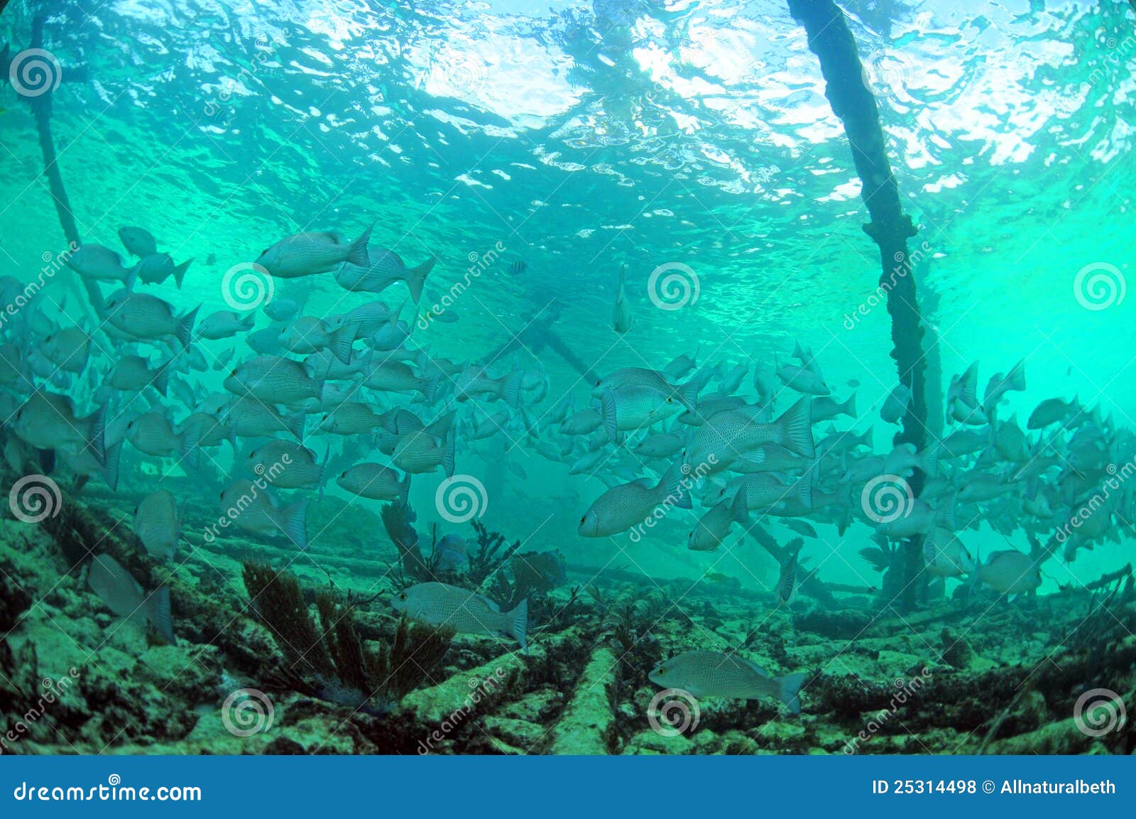 Mangrove Snapper Fish Underwater Stock Photo - Image of fish, lutjanus ...