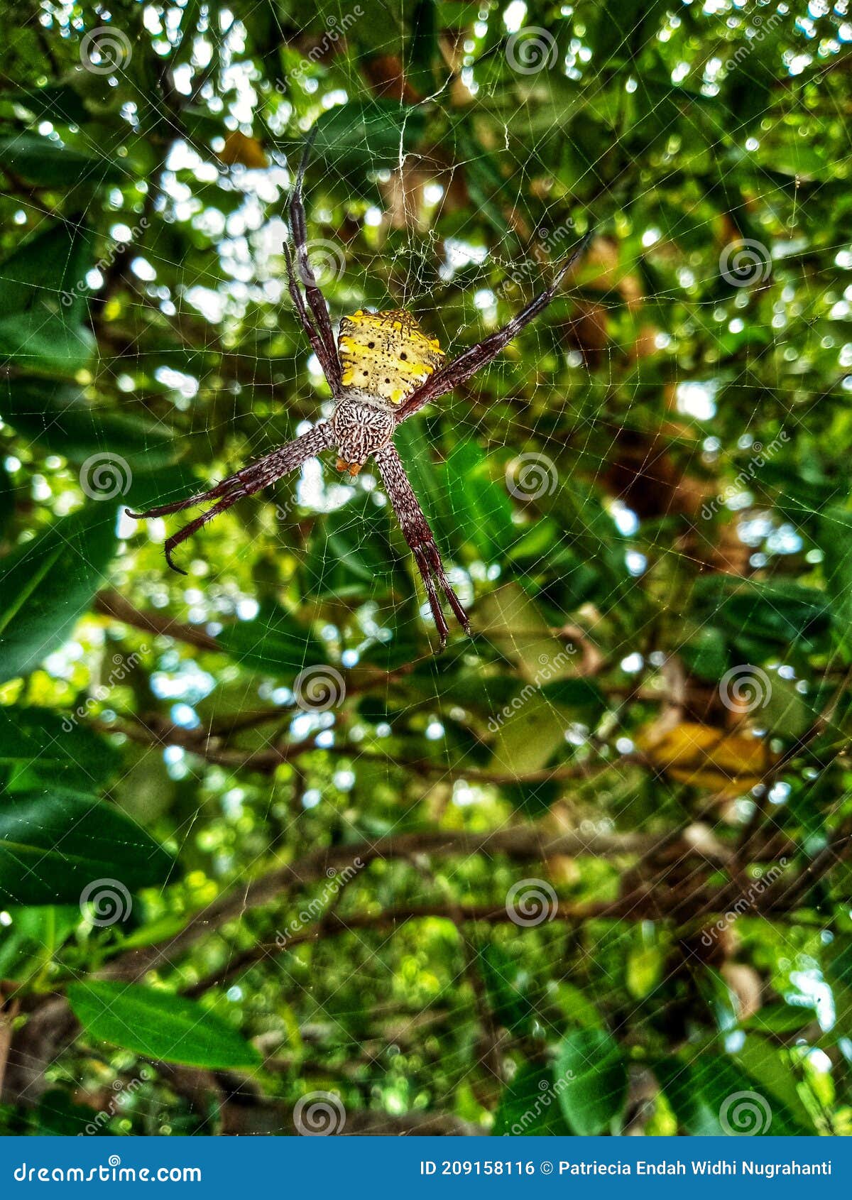 Mangrove spider stock photo. Image of insect, spiderweb - 209158116