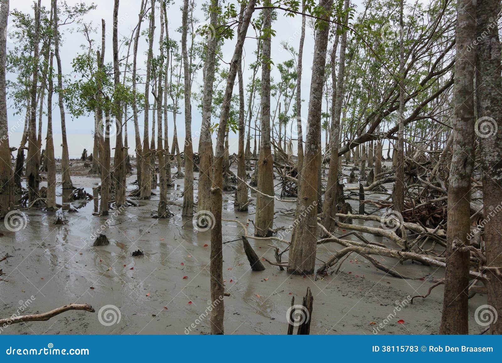 Mangrove in Sundarban National Park Stock Image - Image of tree ...