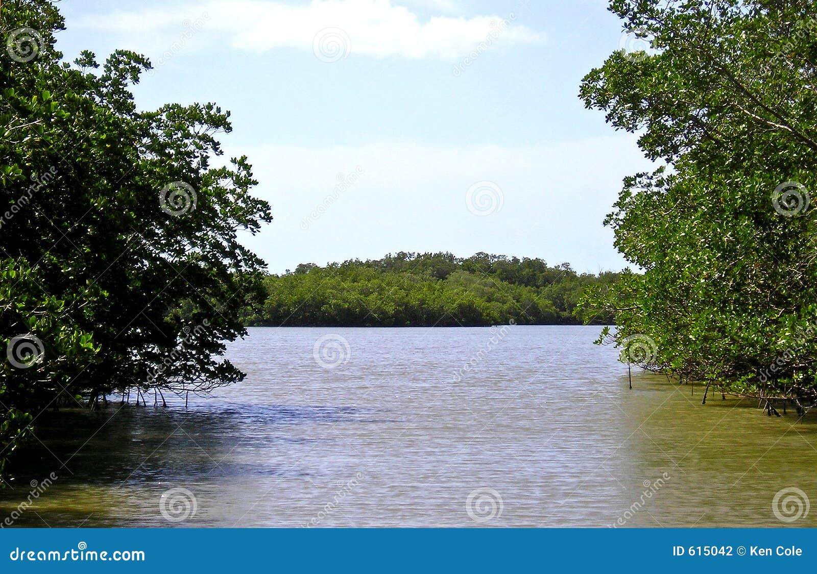 Mangrove Swamp 1 - Everglades Stock Photo - Image of visit, florida: 615042