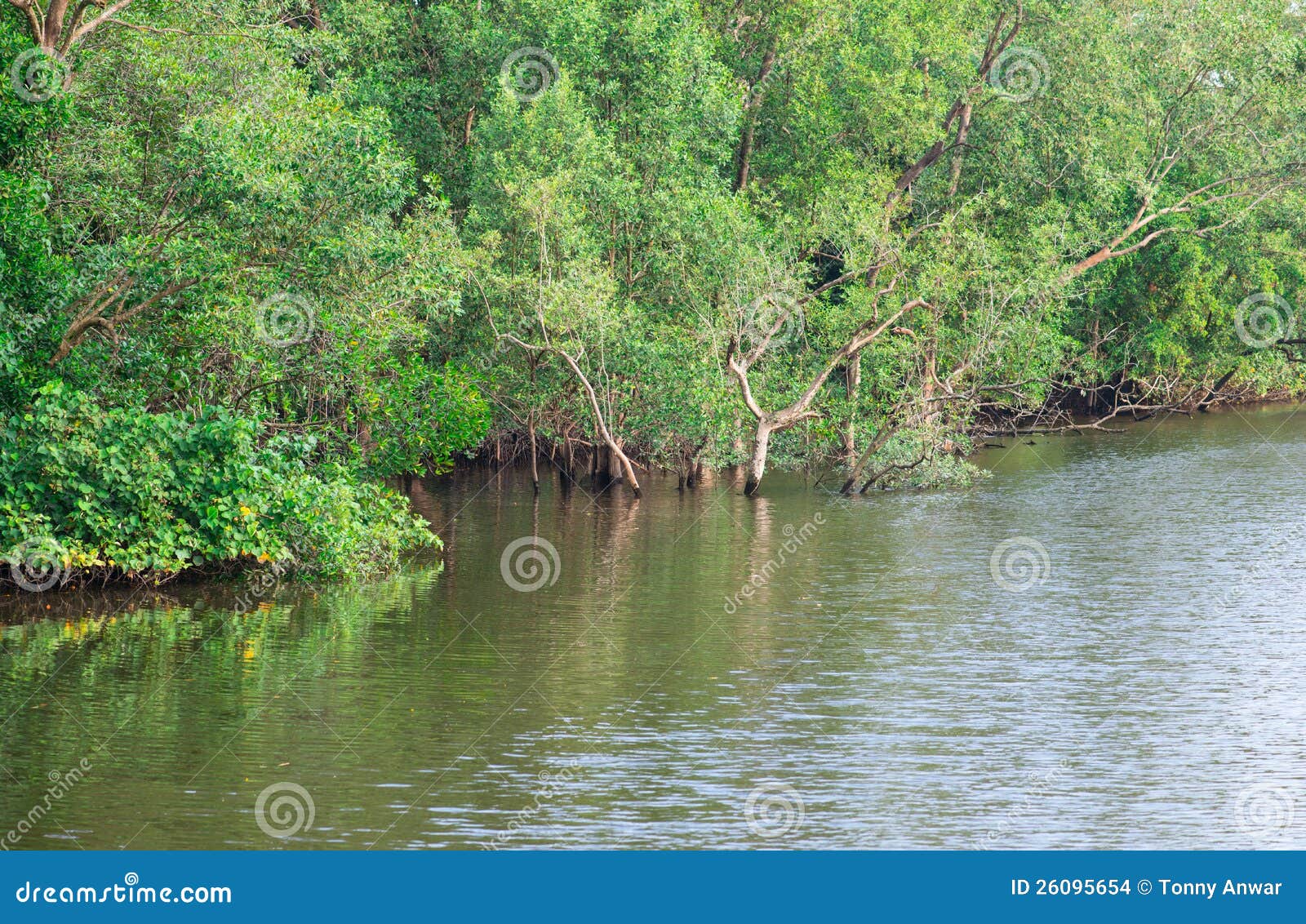 Mangrove Swamp stock photo. Image of nursery, wilderness - 26095654