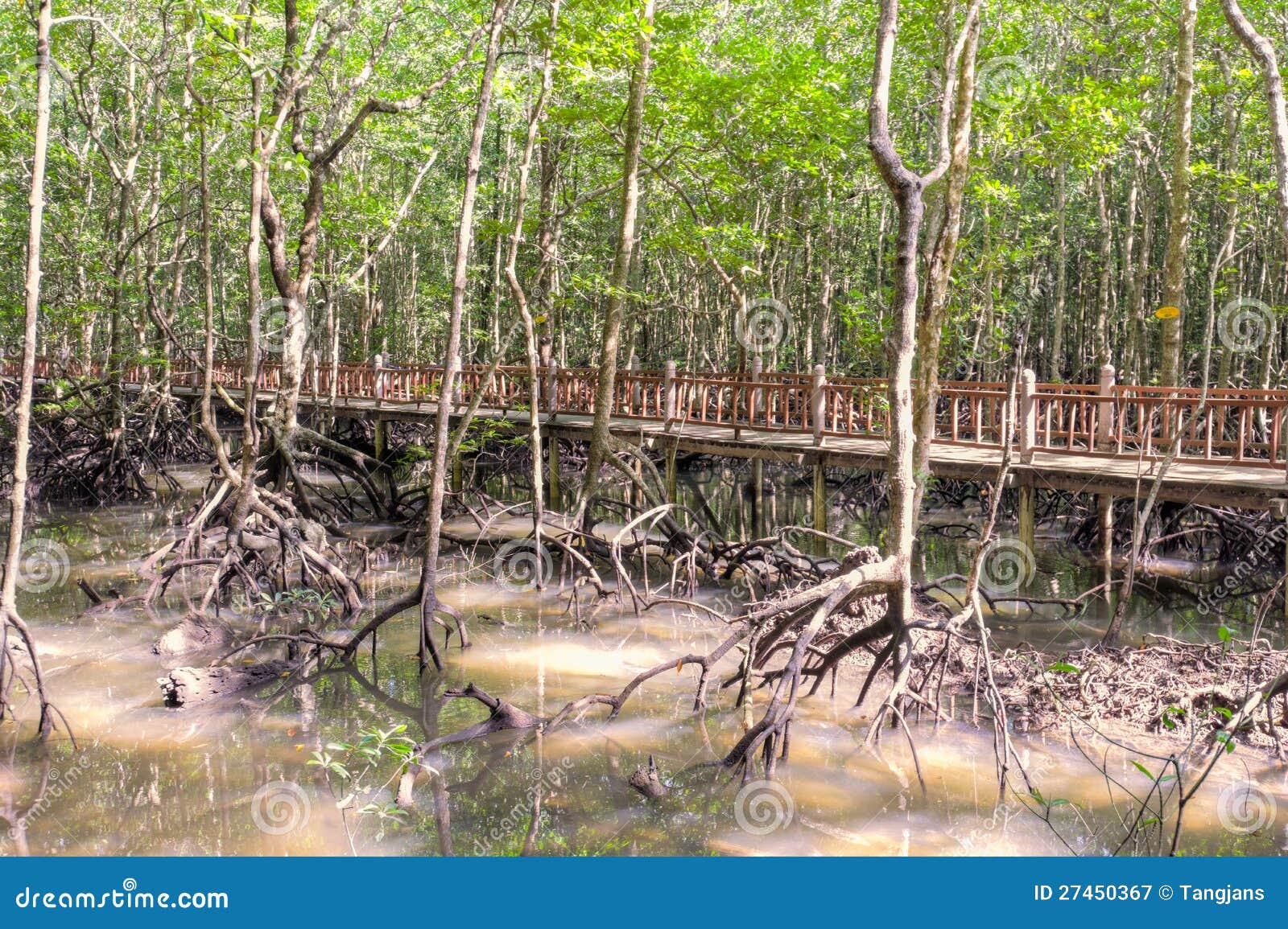 Mangrove swamp stock image. Image of kilim, malaysia - 27450367