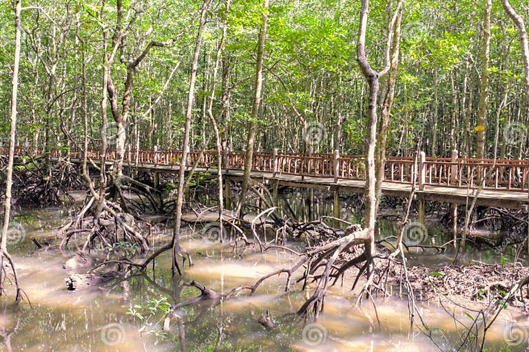 Mangrove swamp stock image. Image of park, brackish, langkawi - 27450367