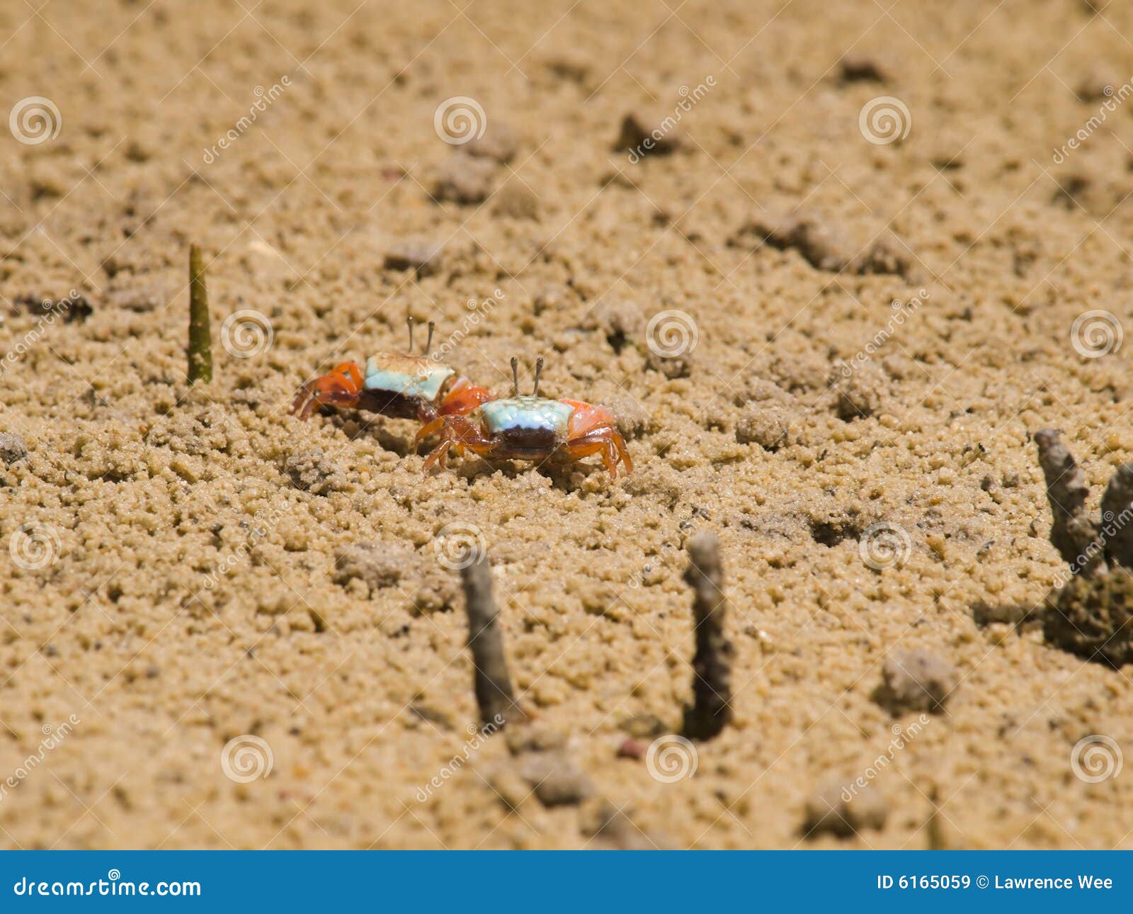 Mangrove Swamp Beach Picture. Image: 6165059