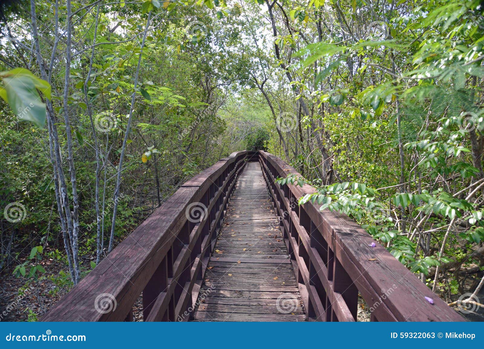 Mangrove swamp boardwalk stock image. Image of trees - 59322063