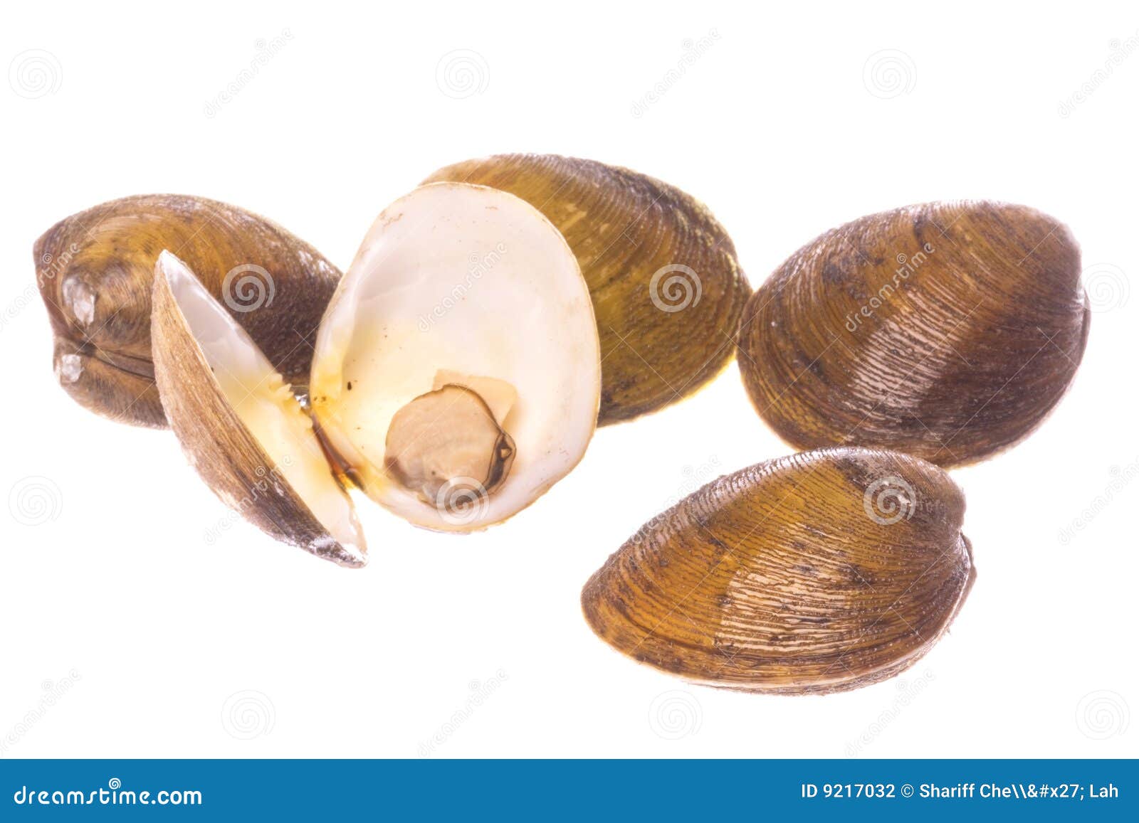 Mangrove Swamp Lokan Clams Isolated Stock Photo - Image of aquaculture ...