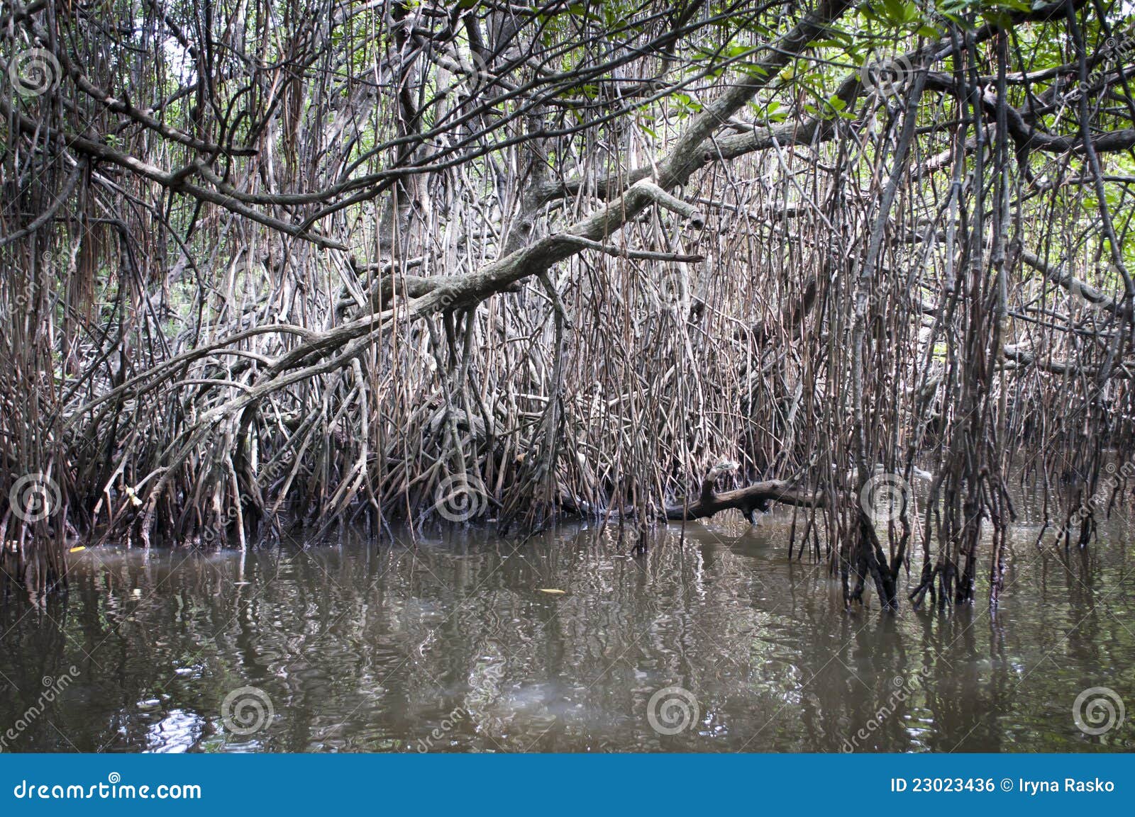 Mangrove tangle stock photo. Image of stem, mangrove - 23023436