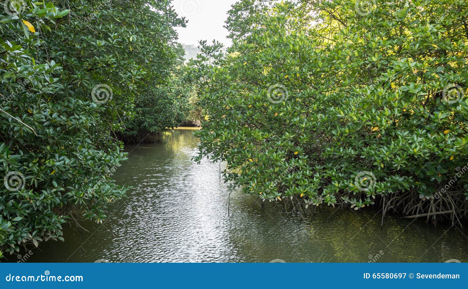 Mangrove in Thailand. stock image. Image of roots, river - 65580697