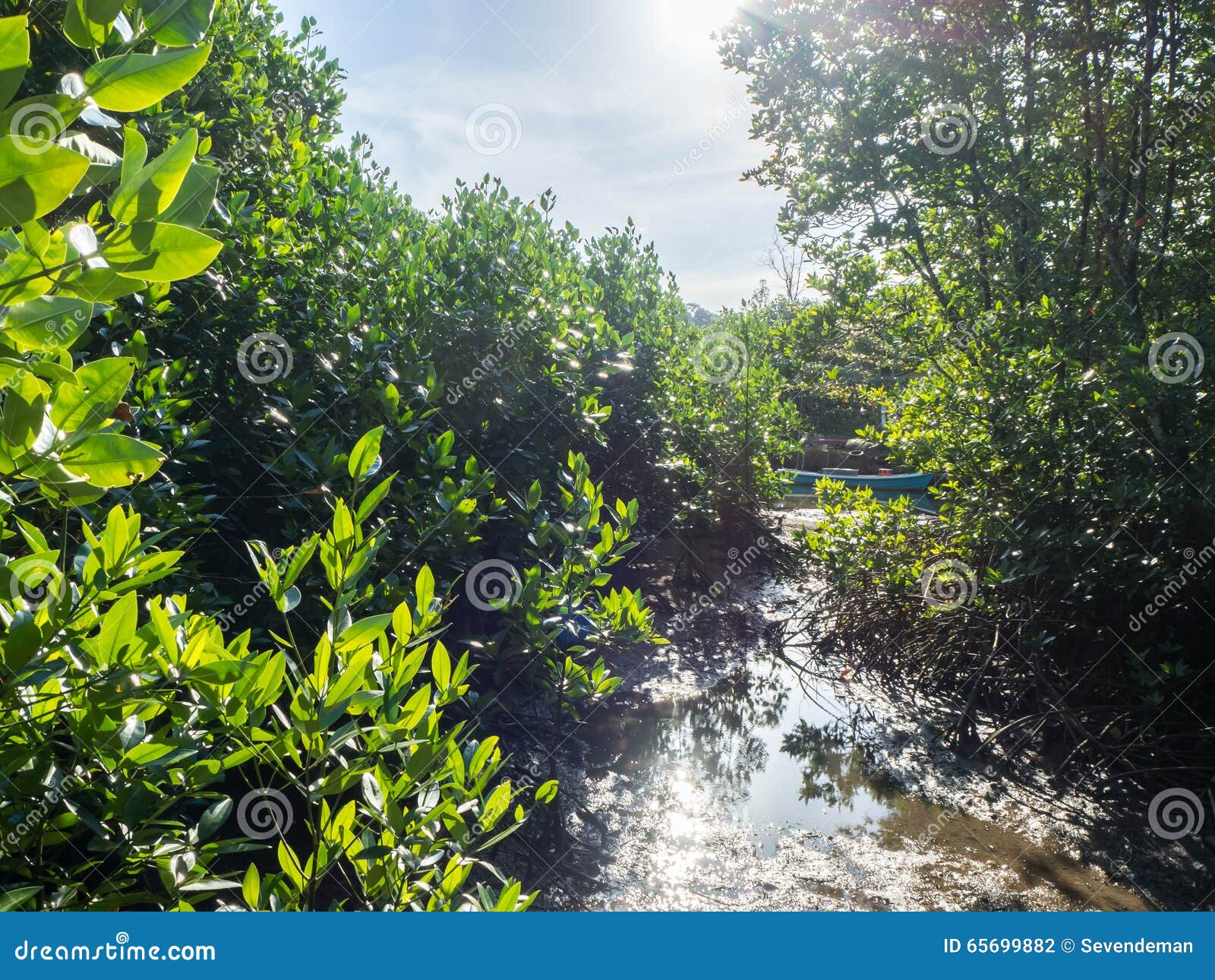 Mangrove in Thailand. stock photo. Image of mangrove - 65699882