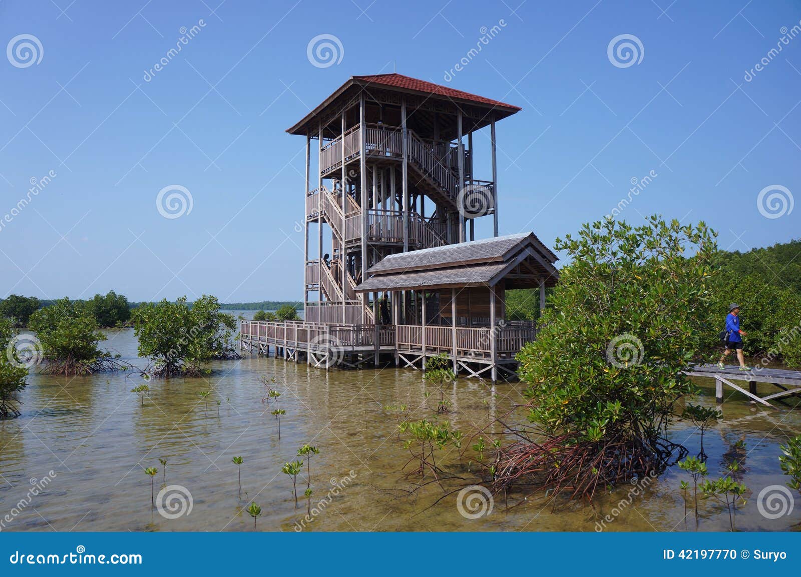 Mangrove editorial image. Image of tree, bayou, karimun - 42197770
