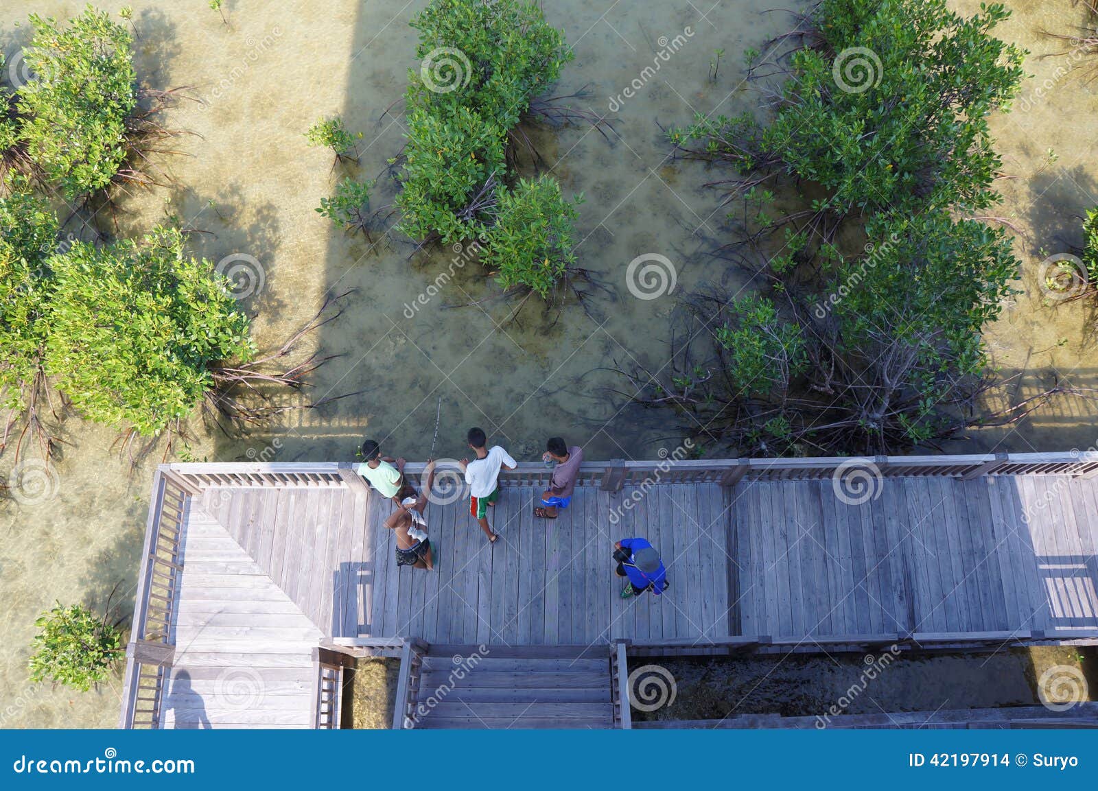 Mangrove editorial stock image. Image of water, island - 42197914