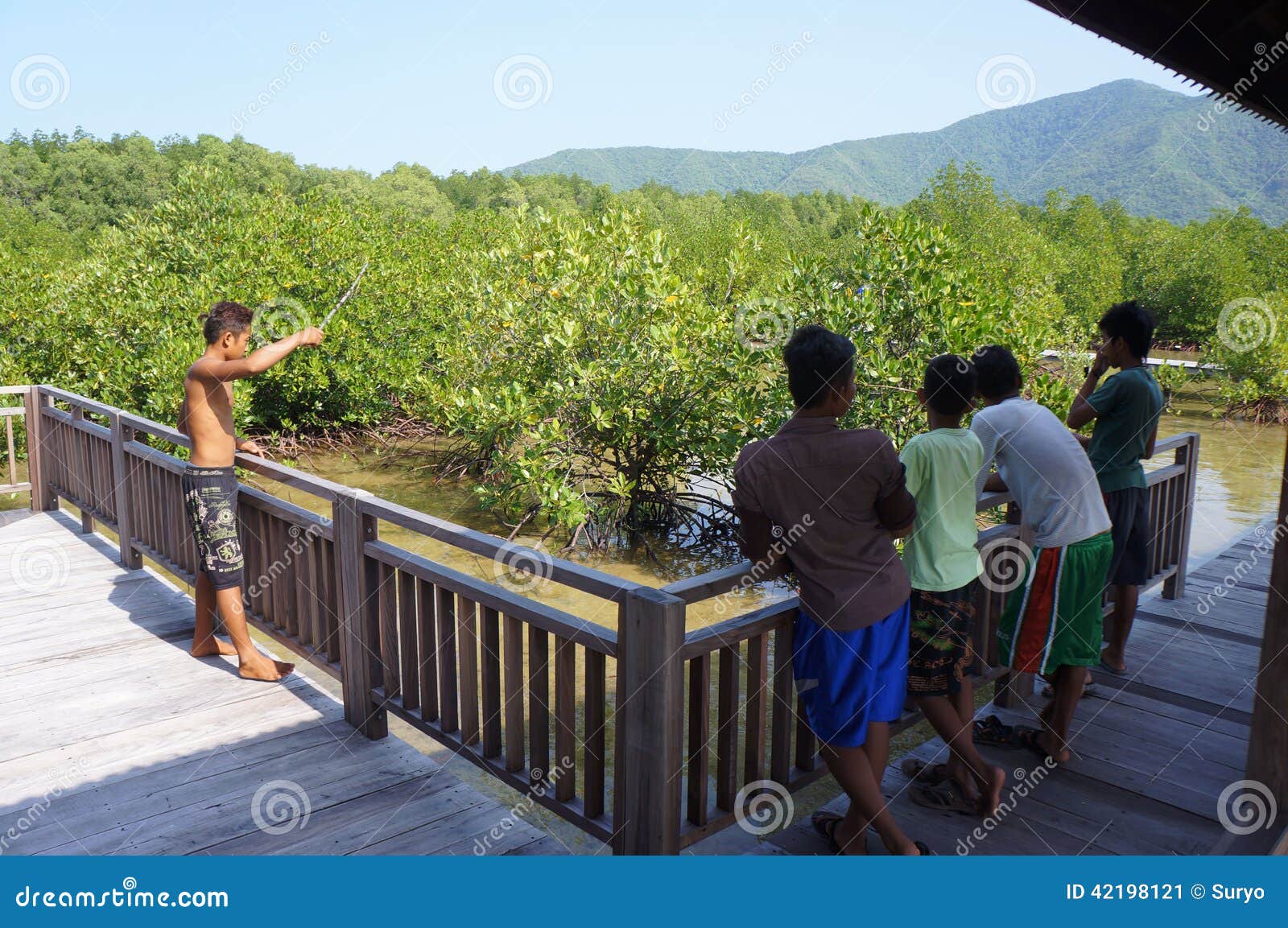 Mangrove editorial photo. Image of visit, travel, recreation - 42198121