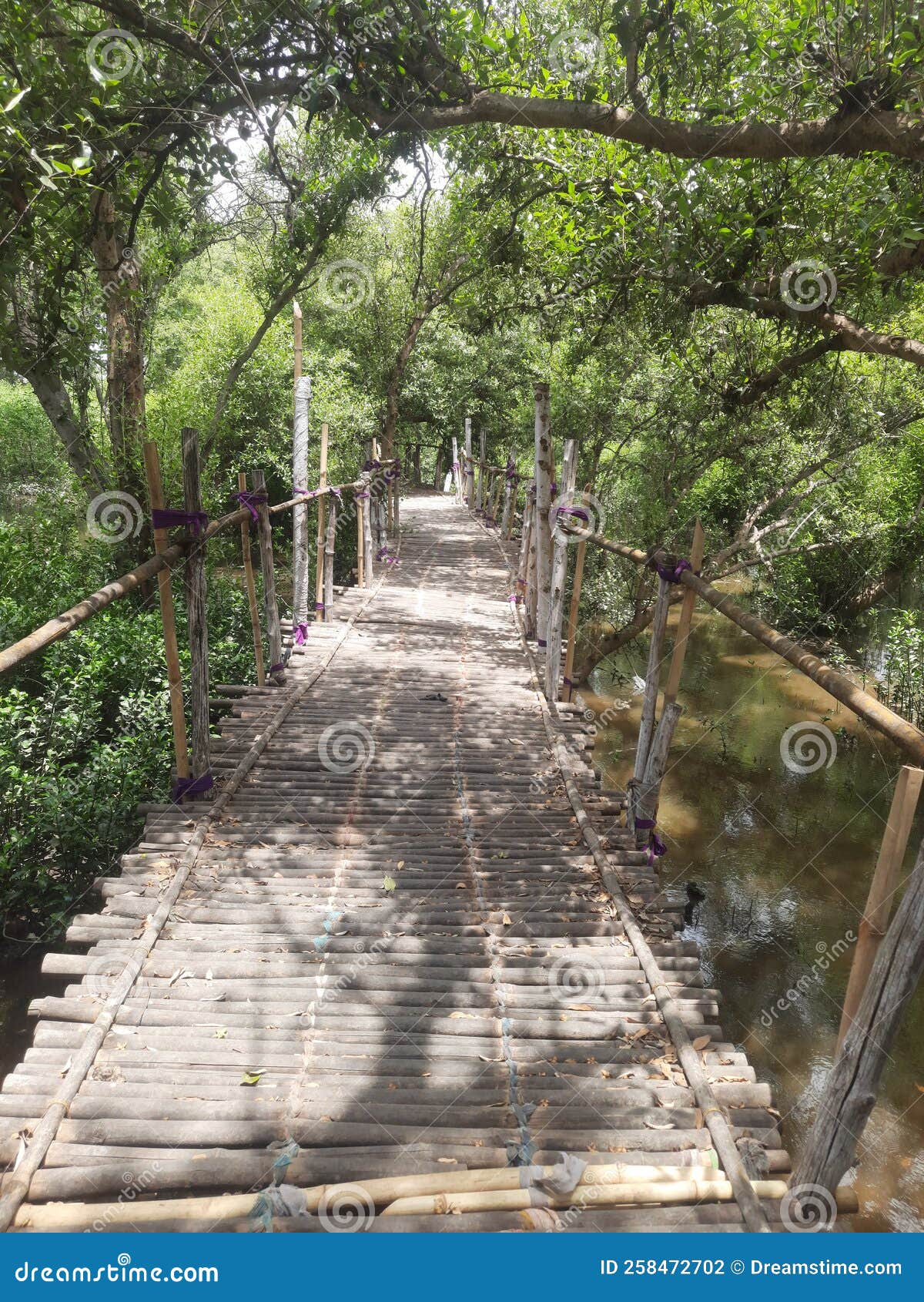 Mangrove Trail Bamboo Bridge Stock Photo - Image of terrain, garden ...