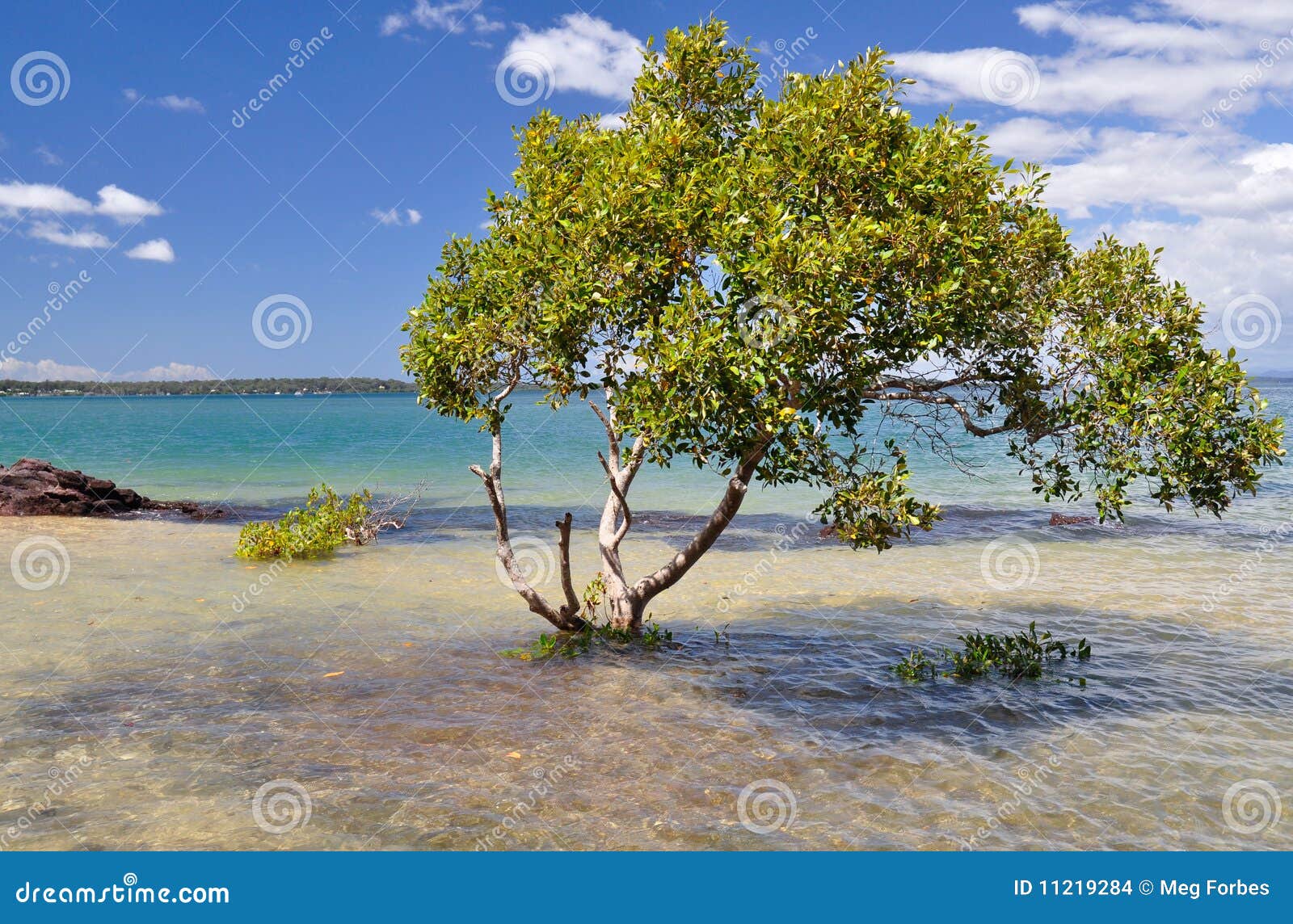 Mangrove tree stock photo. Image of queensland, water - 11219284