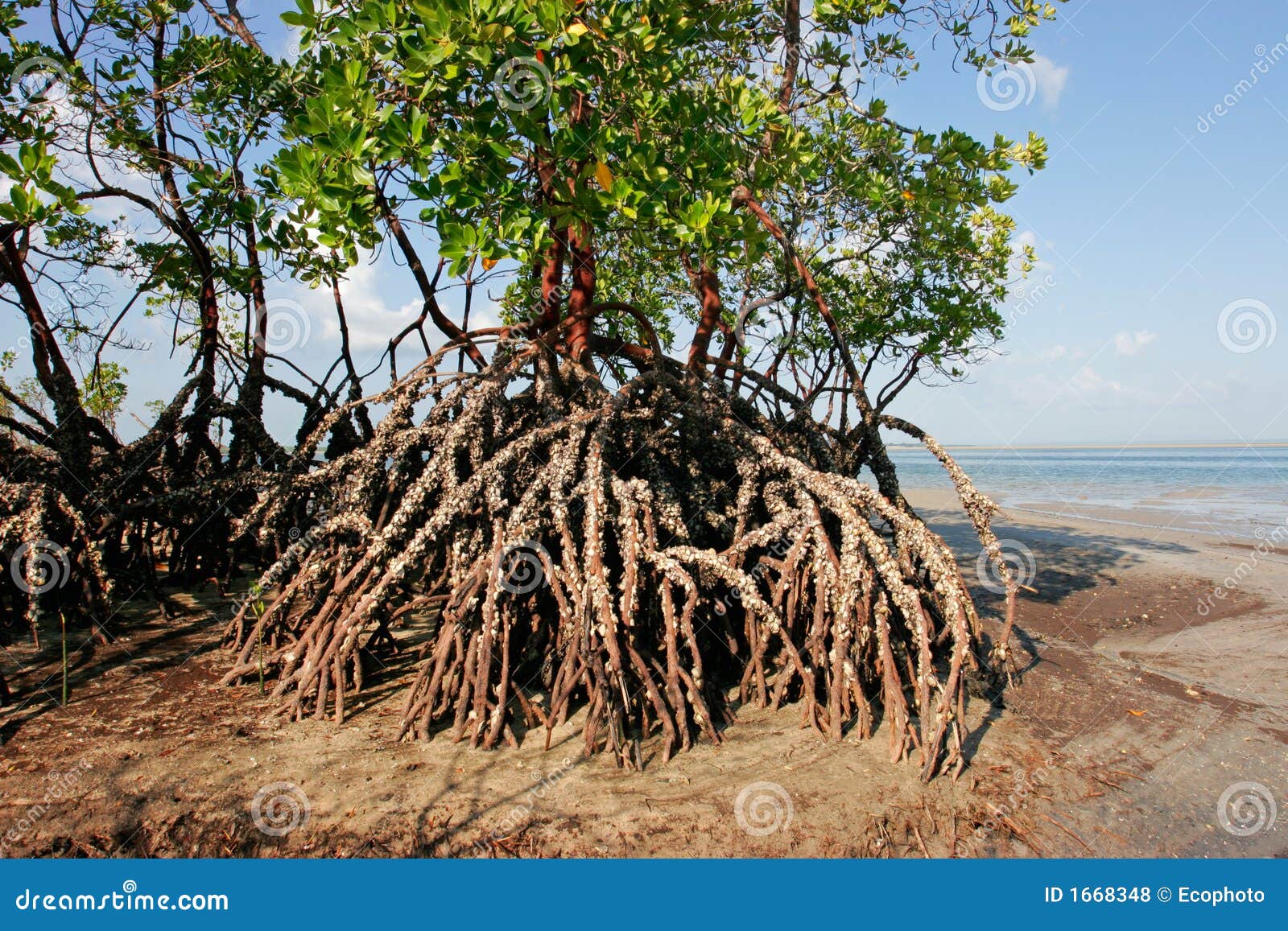 Mangrove tree stock photo. Image of branch, barnacles - 1668348