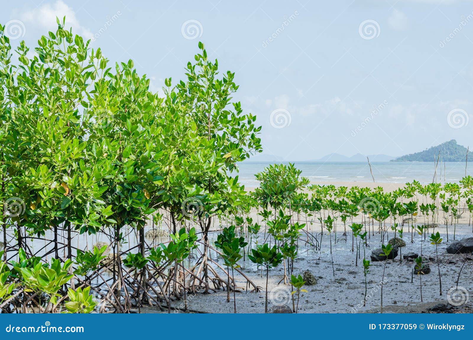 The Mangrove Tree Botanical Name is Rhizophora Mangle at Sea Shore ...