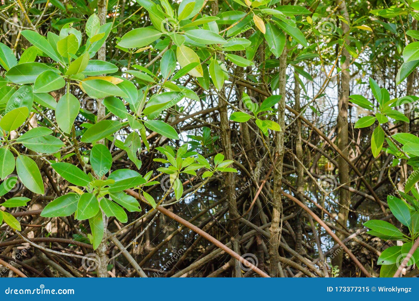 The Mangrove Tree Botanical Name is Rhizophora Mangle at Sea Shore ...