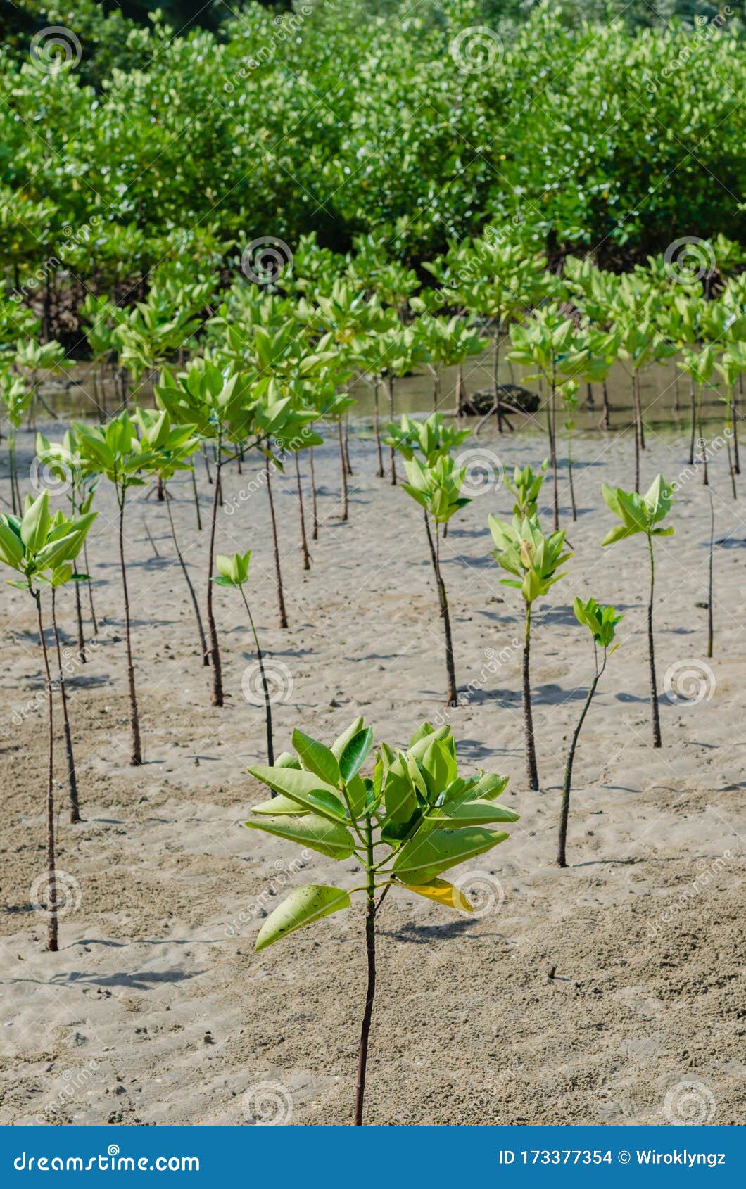 The Mangrove Tree Botanical Name is Rhizophora Mangle at Sea Shore ...