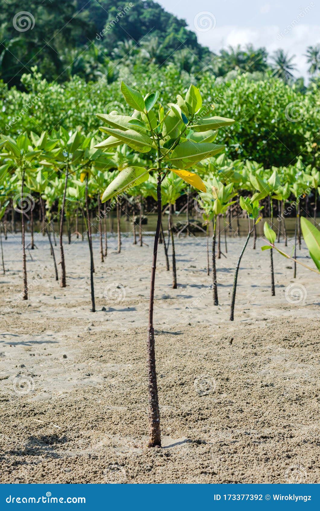 The Mangrove Tree Botanical Name is Rhizophora Mangle at Sea Shore ...