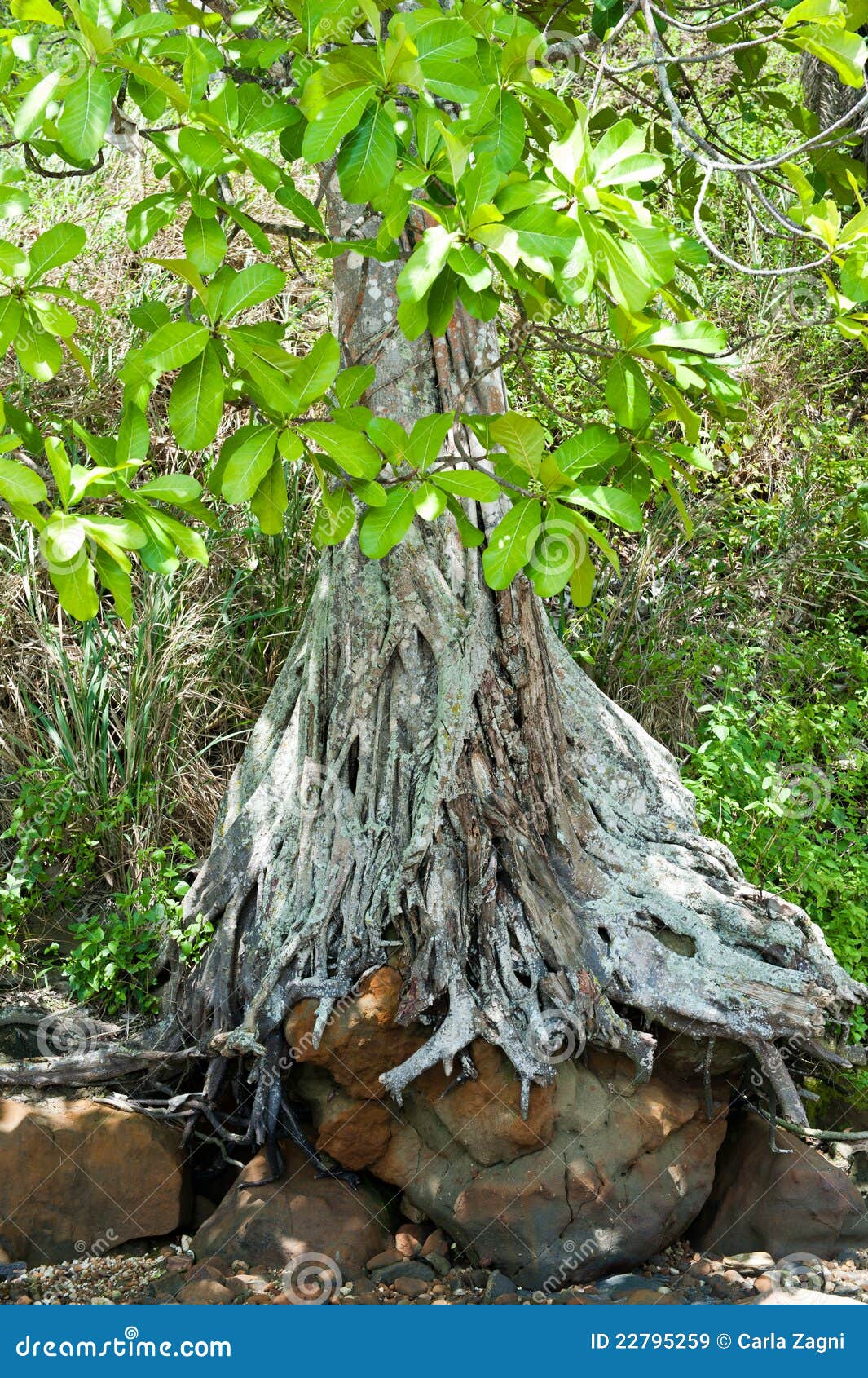 Mangrove tree stock image. Image of tree, nature, ecuador - 22795259